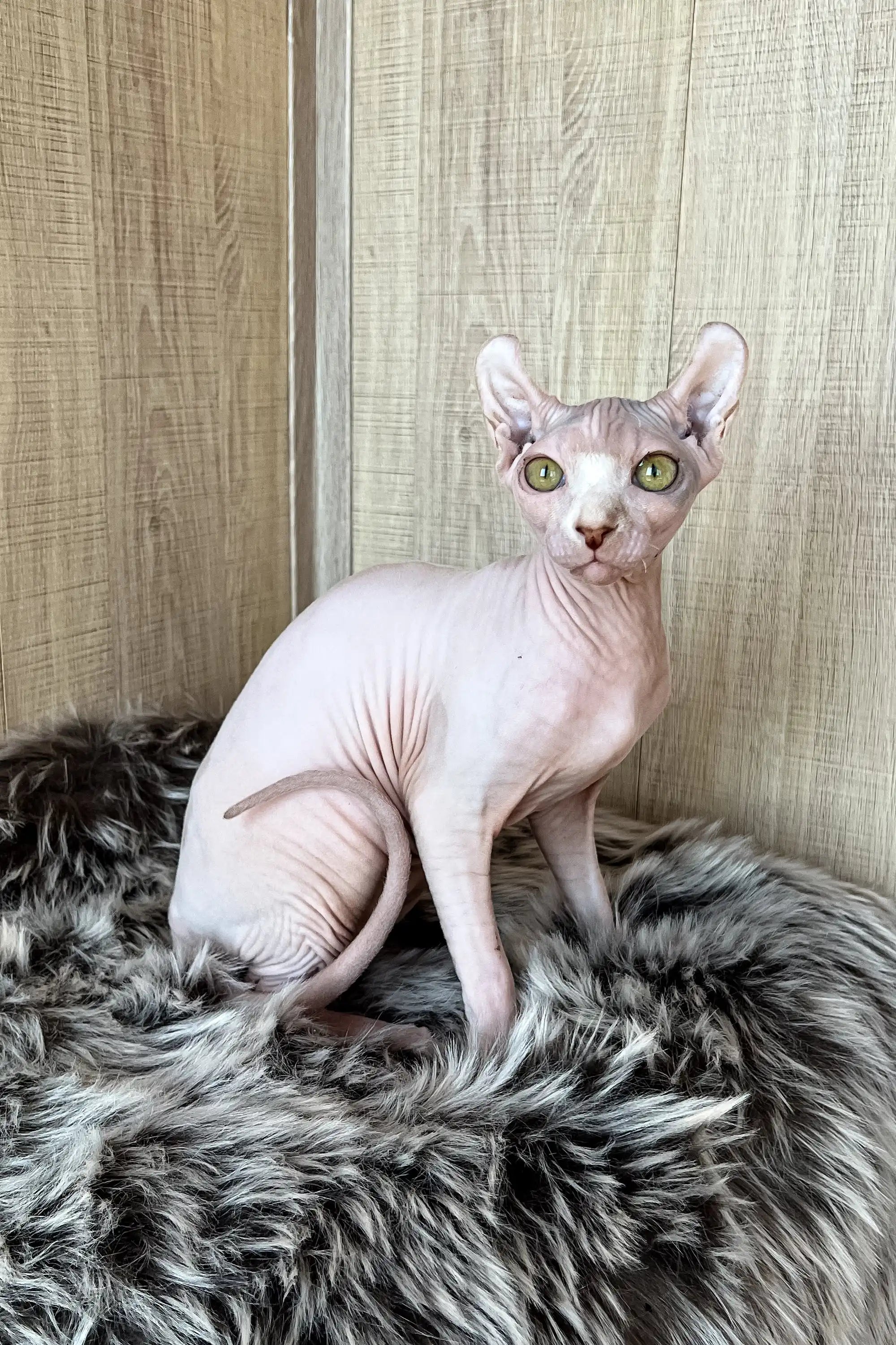 Frida the Elf Sphynx Kitten with Bright Eyes