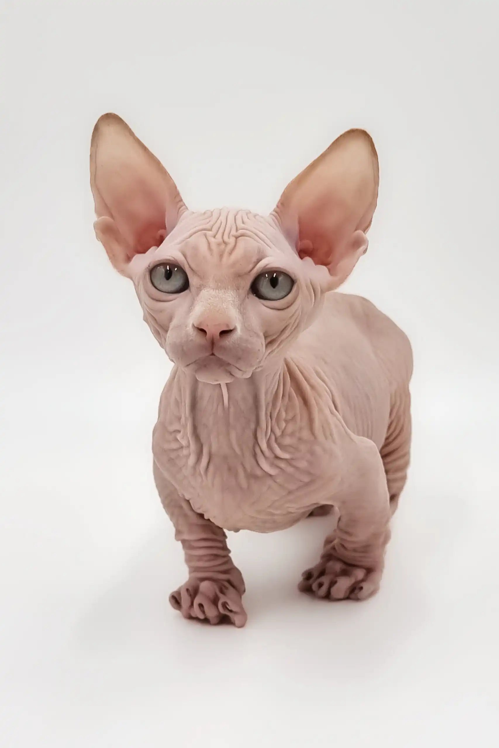 Frodo Bambino Kitten Adorable Hairless Sphynx