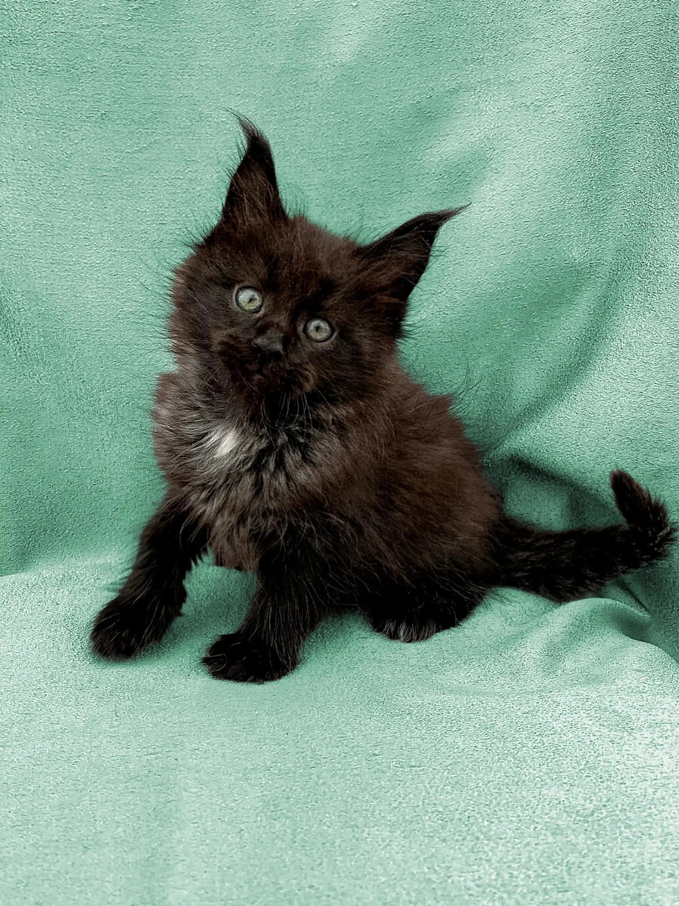 Fudge the Maine Coon Kitten Lovingly Awaits You
