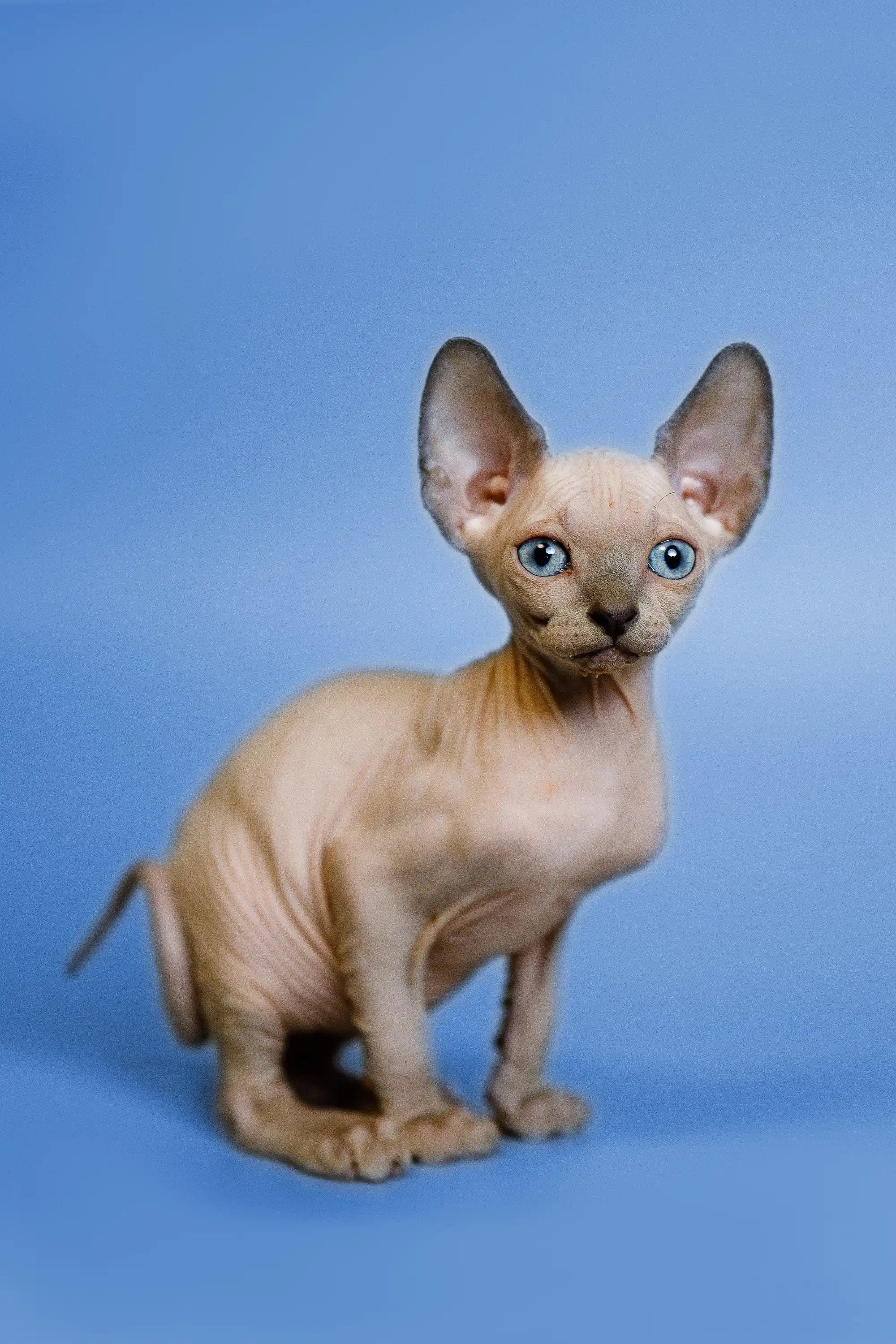 Gale the Loving Sphynx Kitten with Blue Eyes