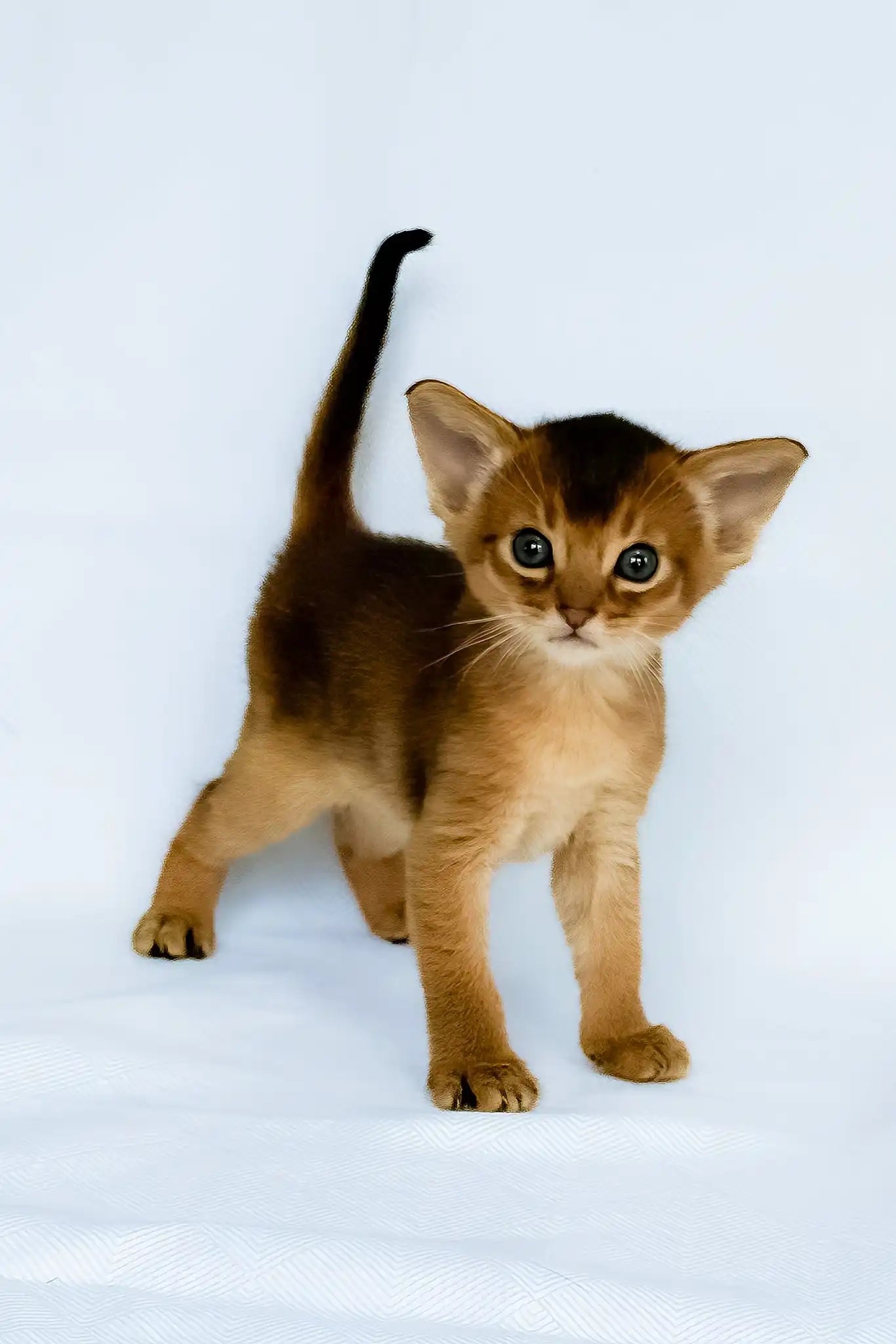 Meet Garry: A Charming Abyssinian Kitten