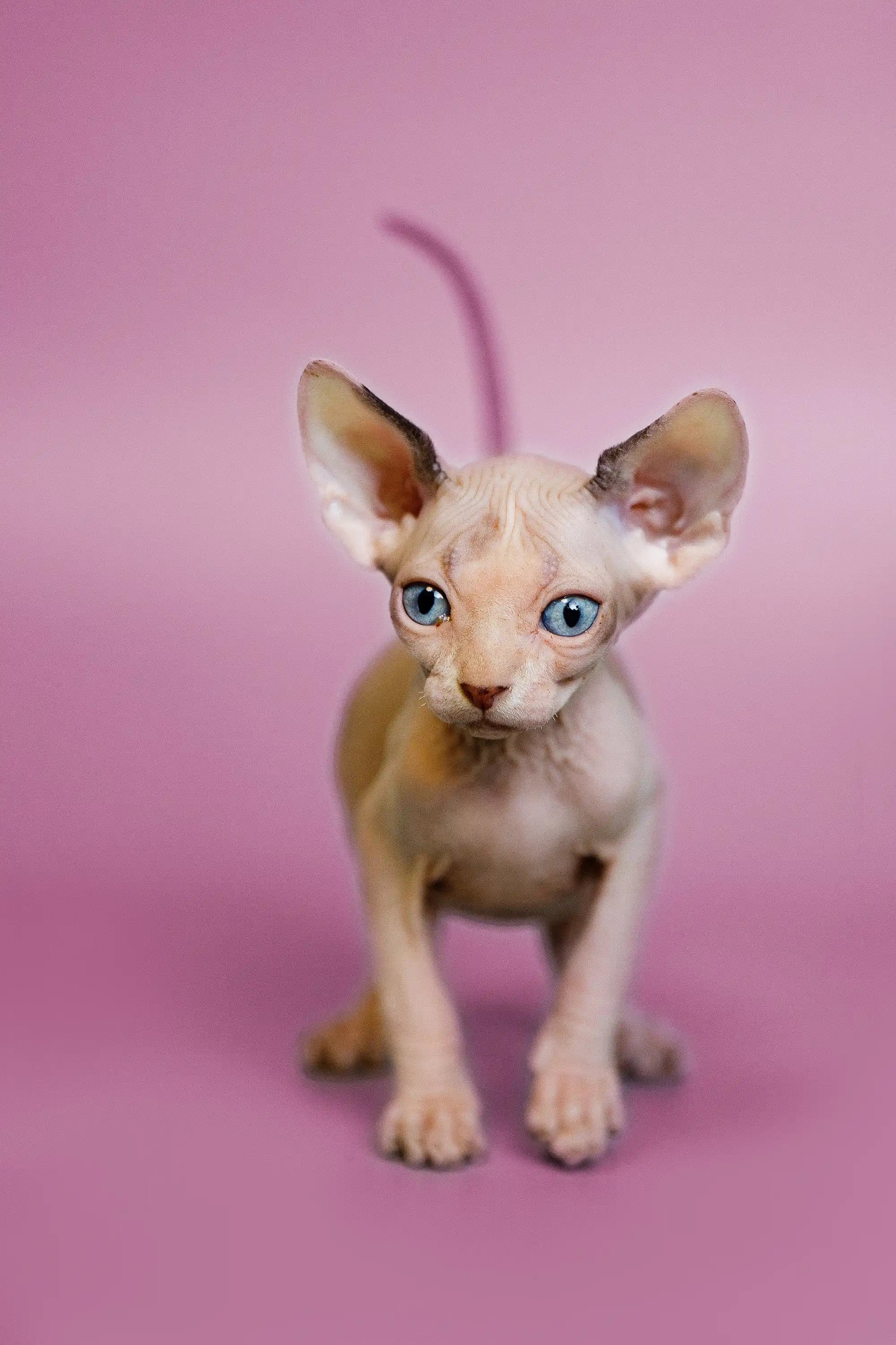 Geo Sphynx Kitten Hairless Blue-Eyed Love
