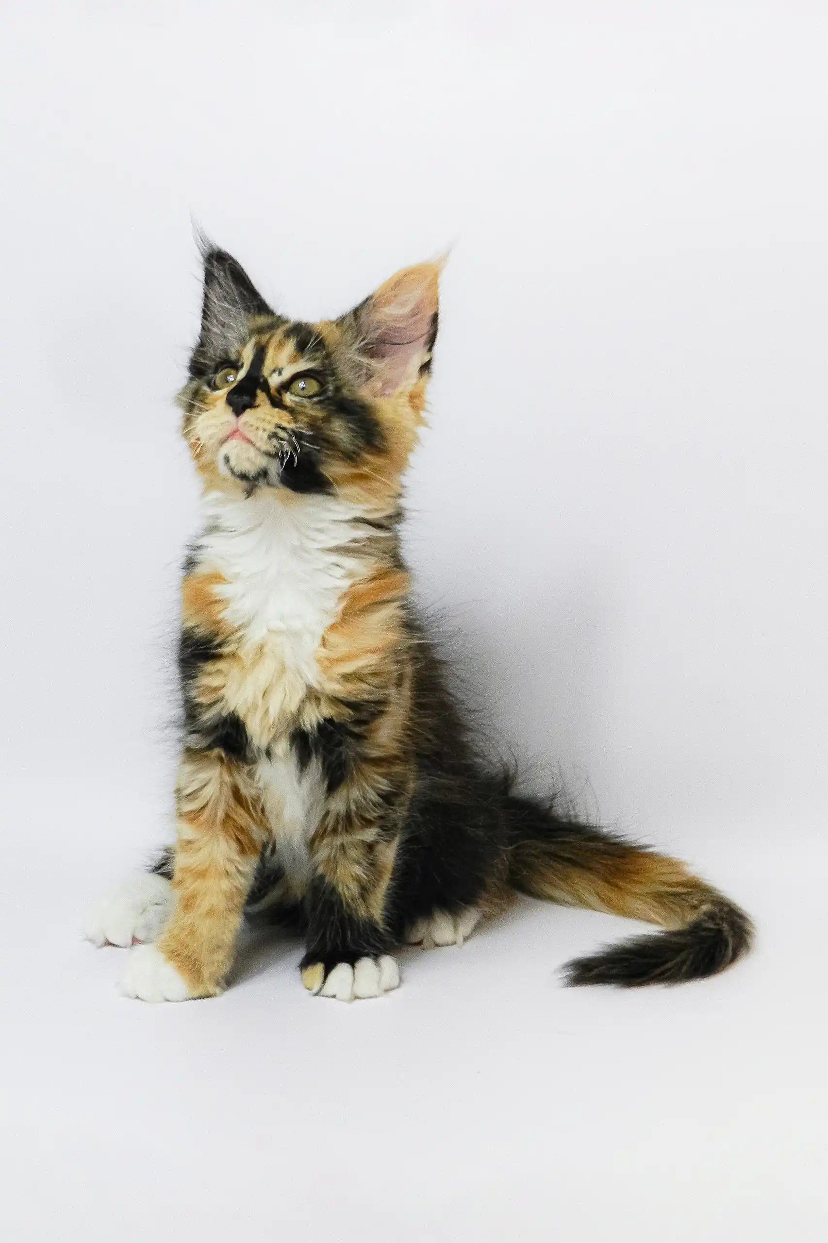 Meet Geran Your Dream Calico Maine Coon Kitten