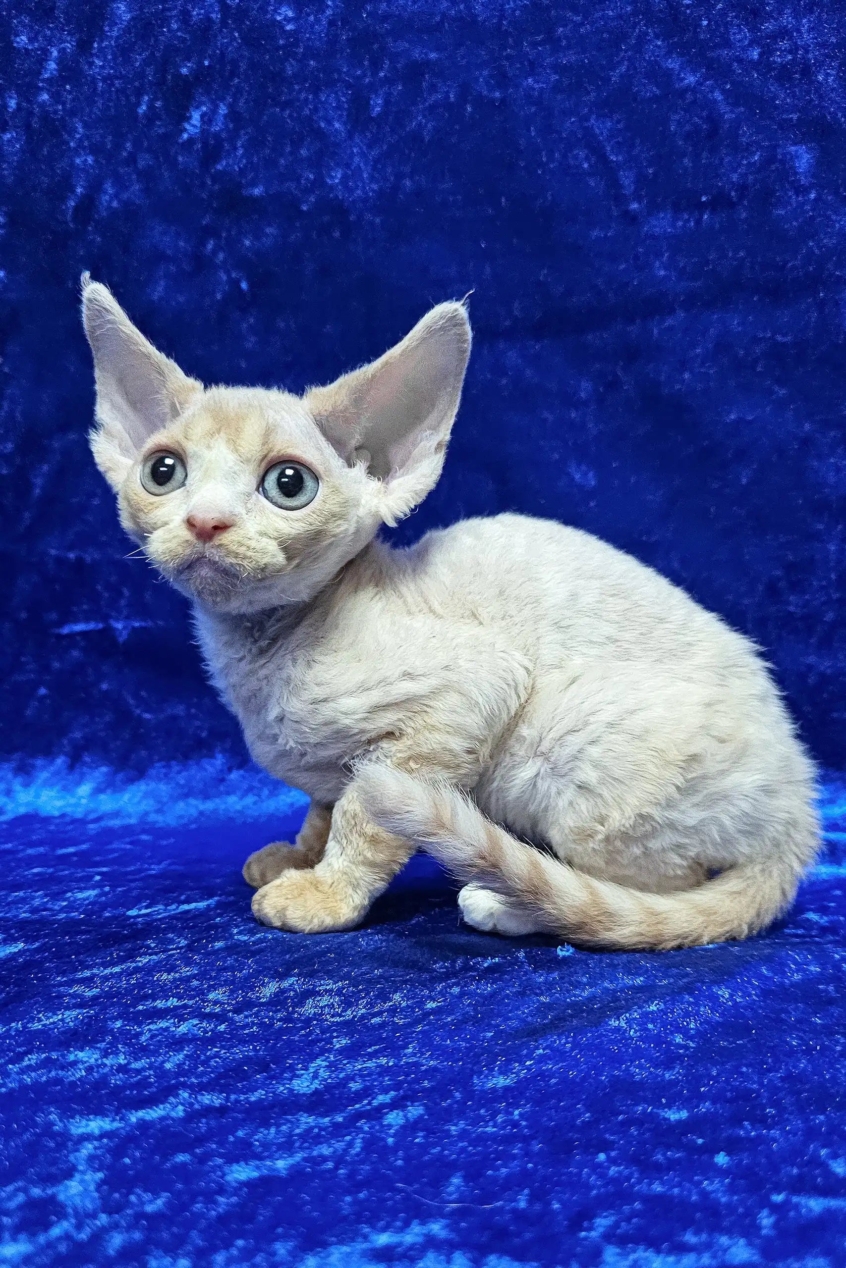 Adopt Golden the Charming Cream Spotted Tabby Bicolor Devon Rex Kitten