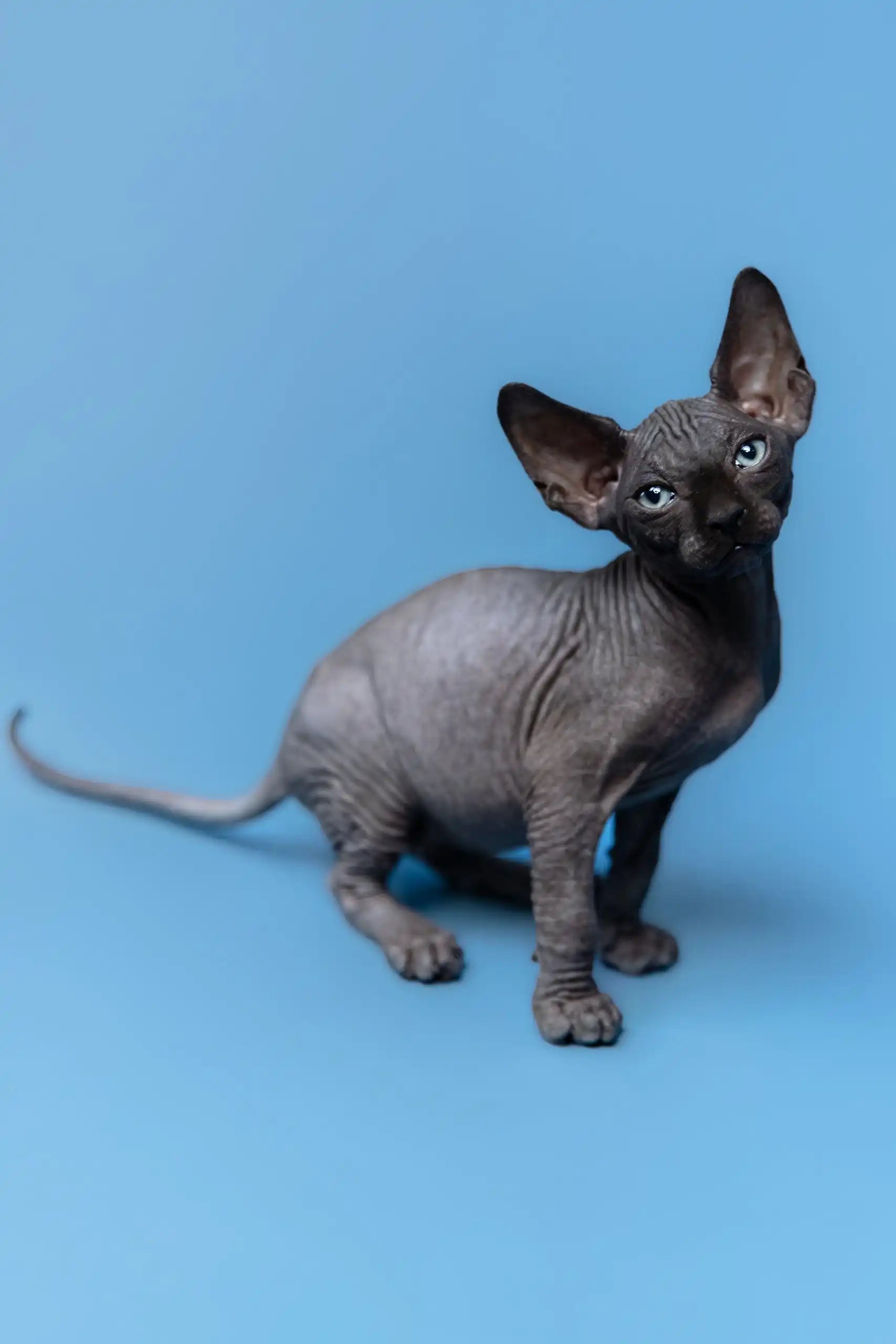 Meet Graf, the Striking Canadian Sphynx Kitten