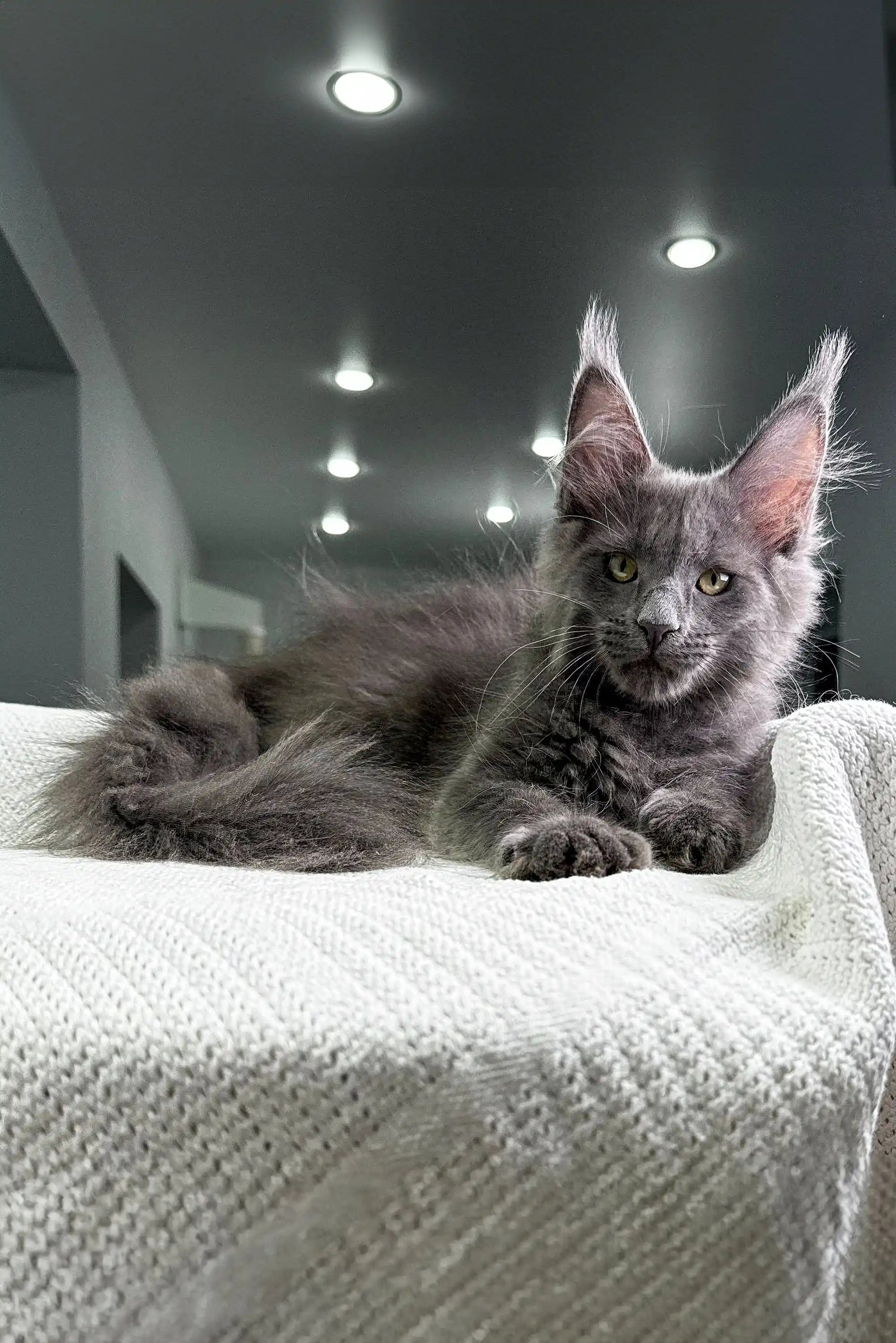 Granddame Maine Coon Kitten Graceful Fluffy Beauty
