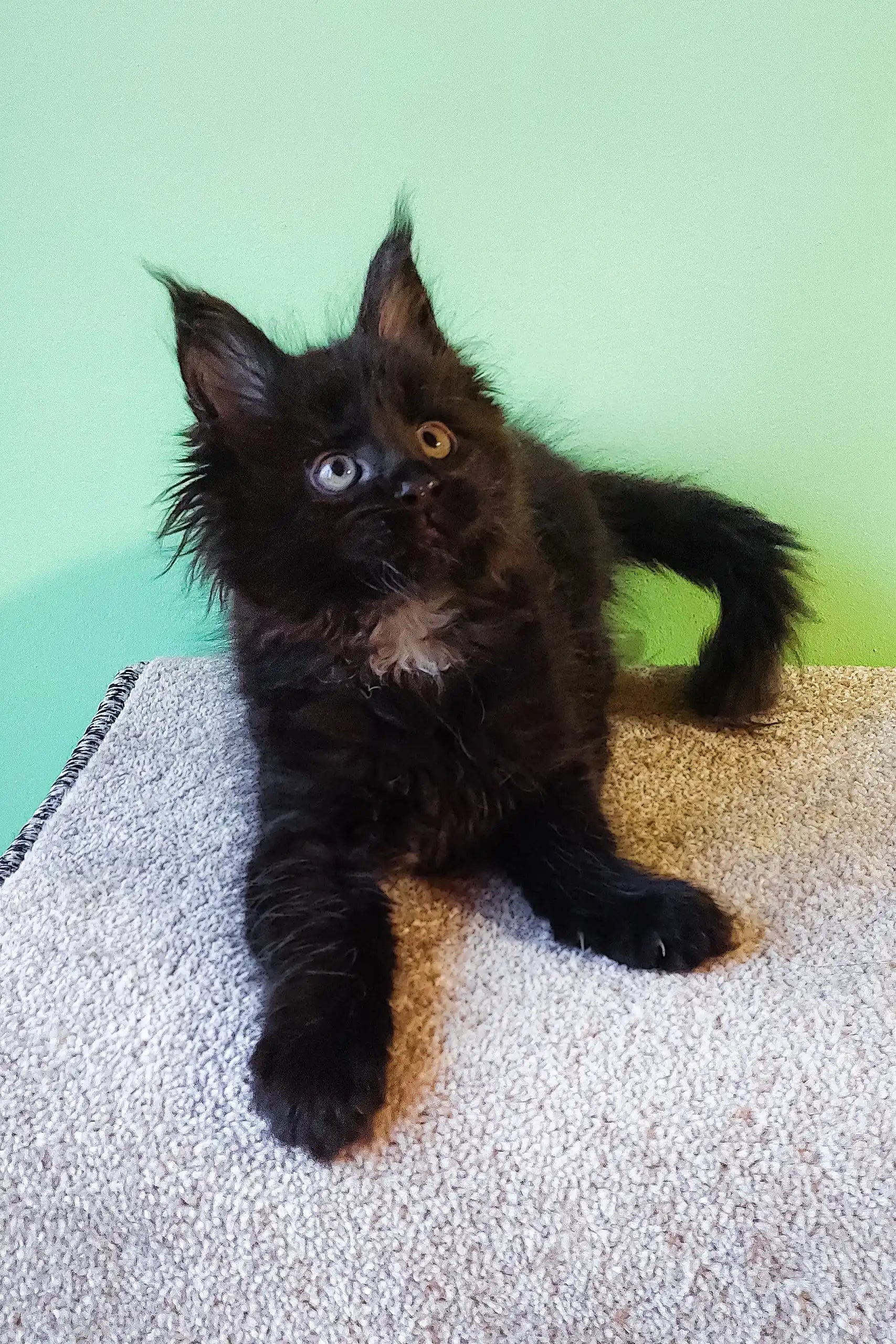 Gray the Maine Coon Kitten: Regal Beauty in Black