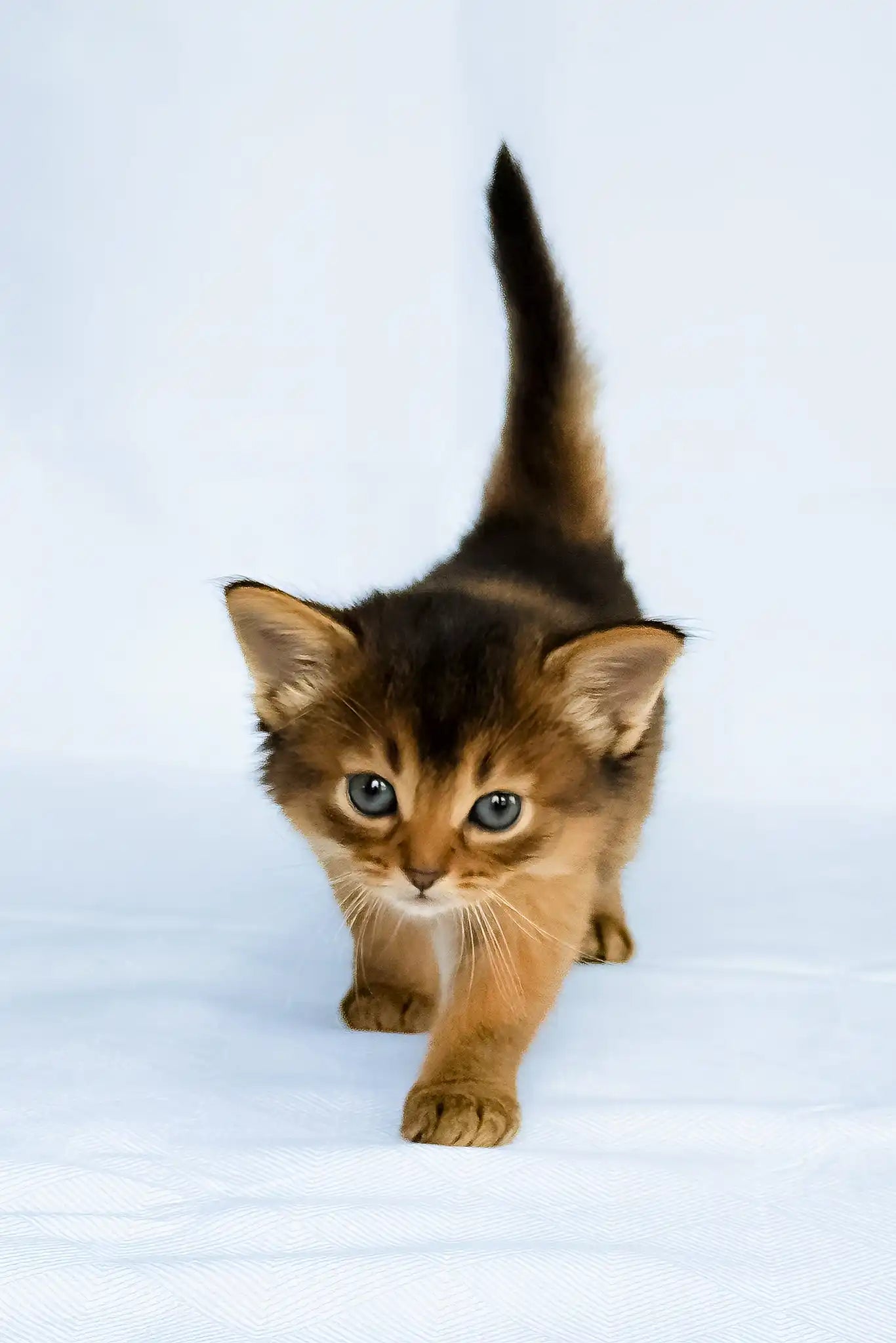 Meet Greta: Rare Ruddy Somali Kitten with Yellow Eyes