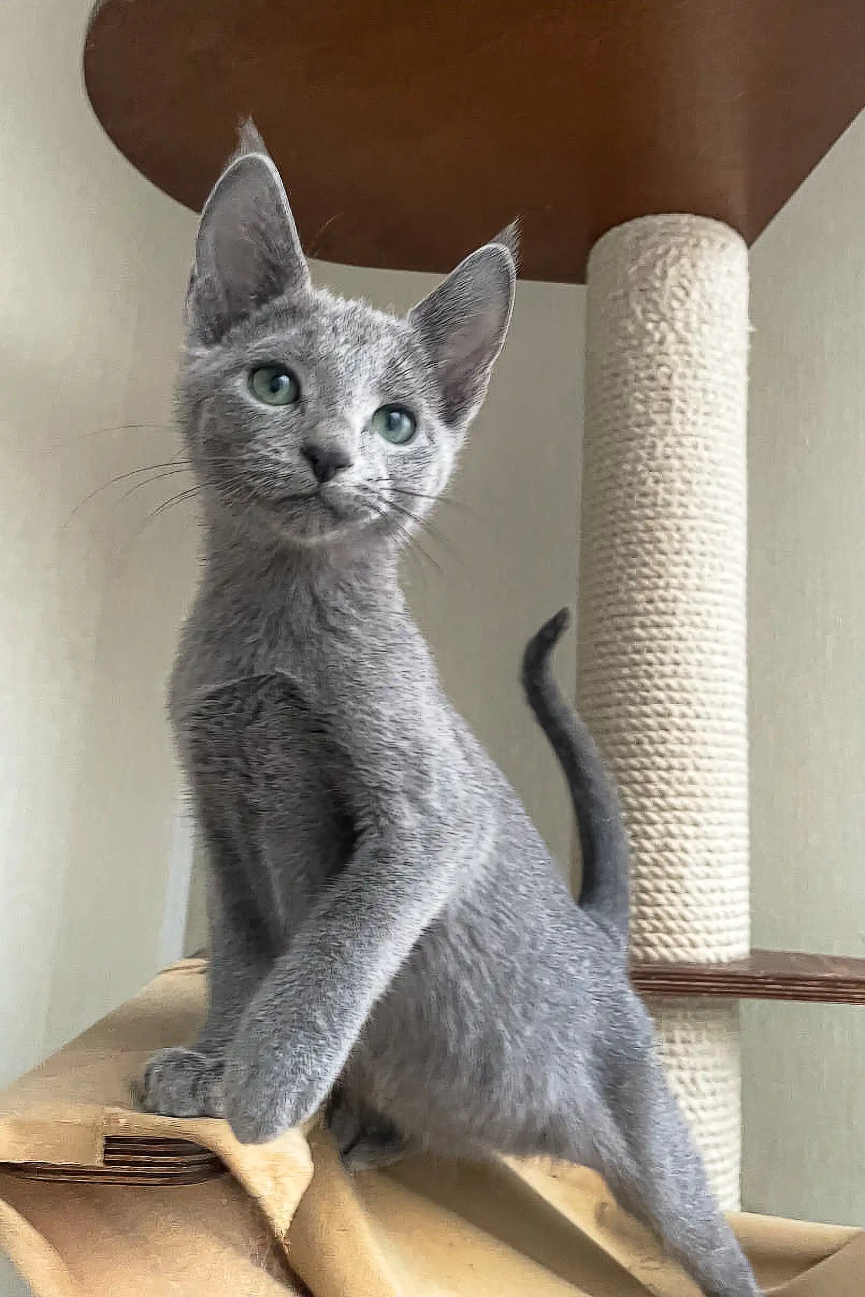 Greyson Russian Blue Kitten with Green Eyes