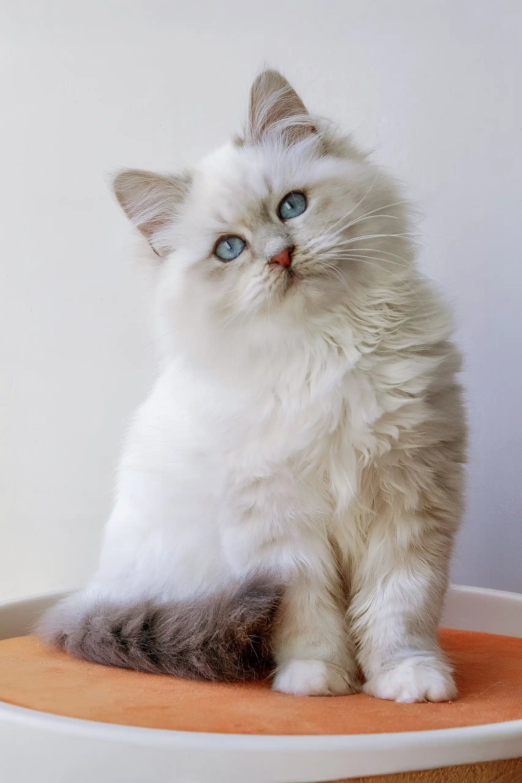 Hanni the Siberian Kitten – A Fluffy, Blue-Eyed Bundle of Love