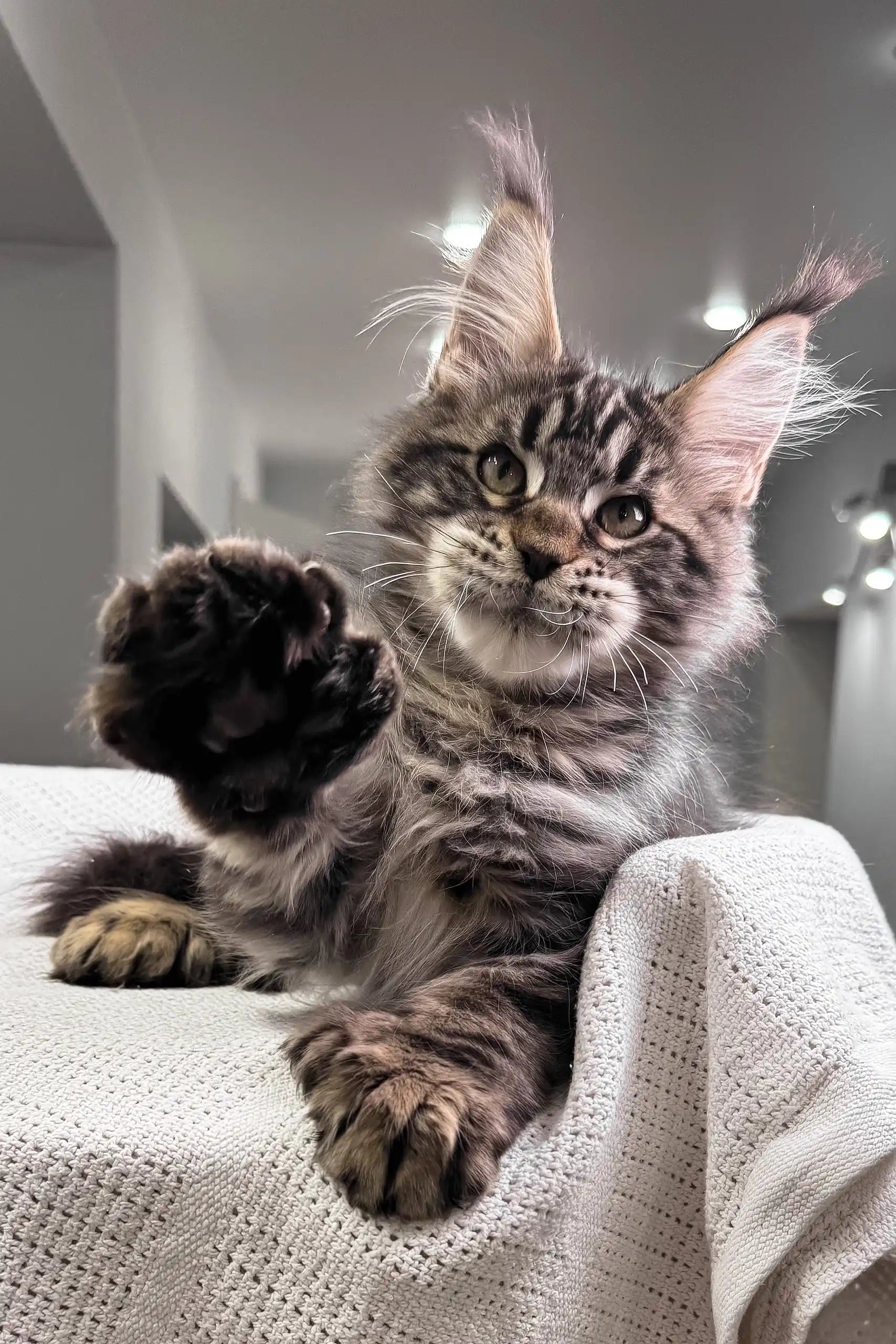 Meet Hansom Fluffy Polydactyl Maine Coon Kitten