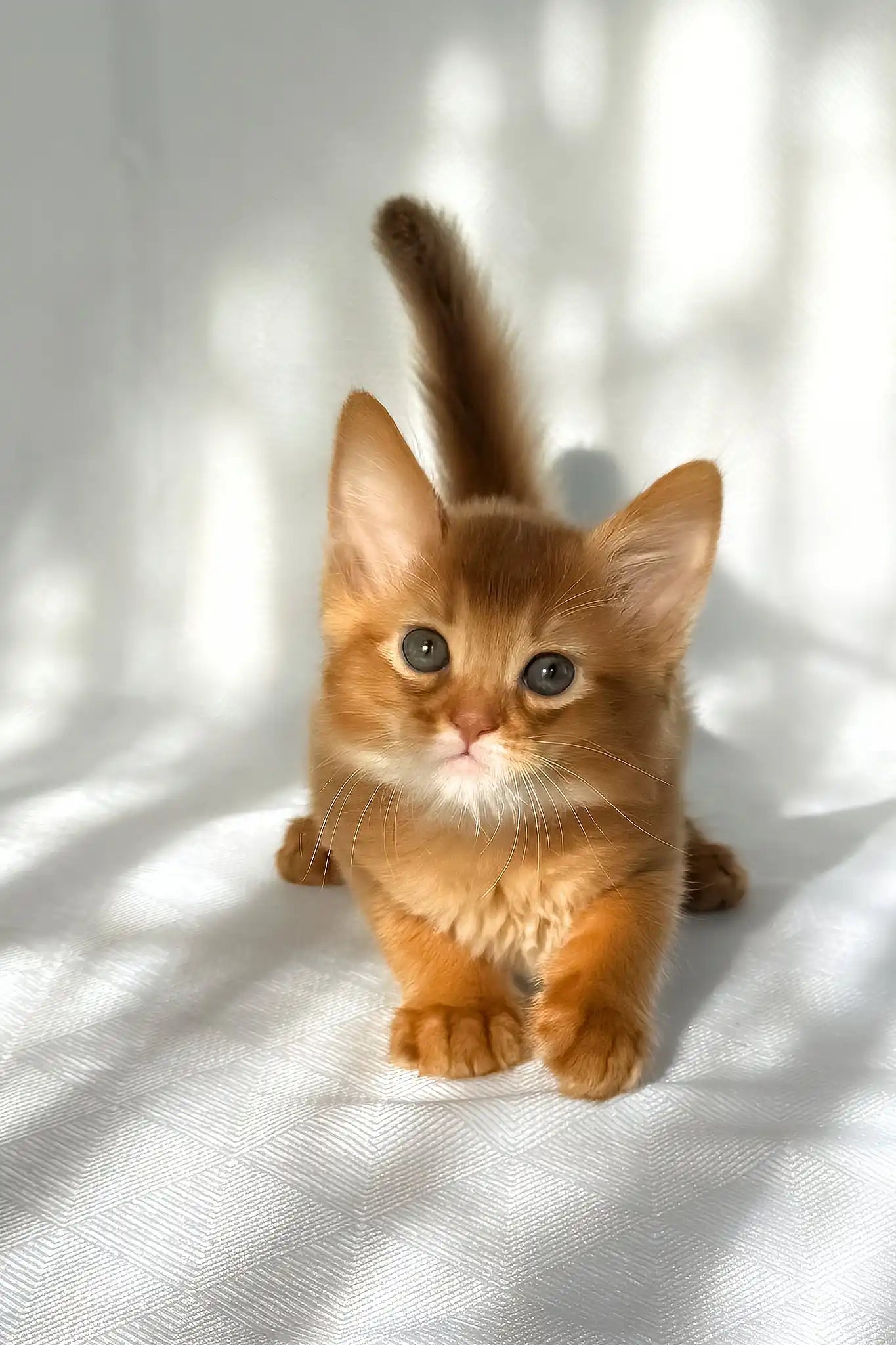 Meet Happy: Rare Sorrel Somali Kitten with Yellow Eyes