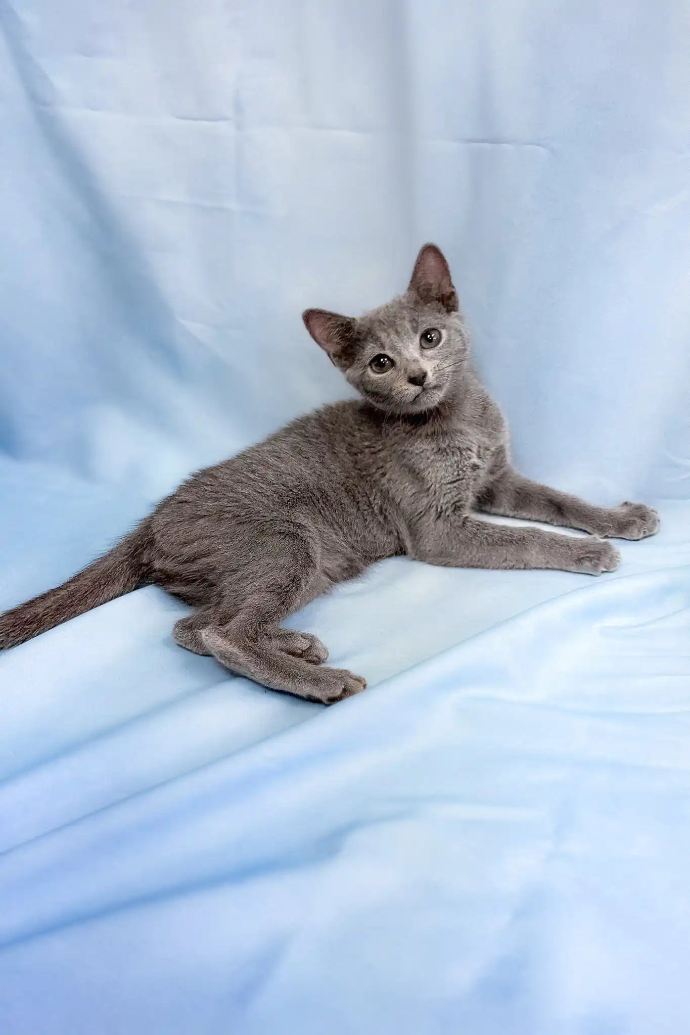 Meet Henna: Your Adorable Russian Blue Kitten
