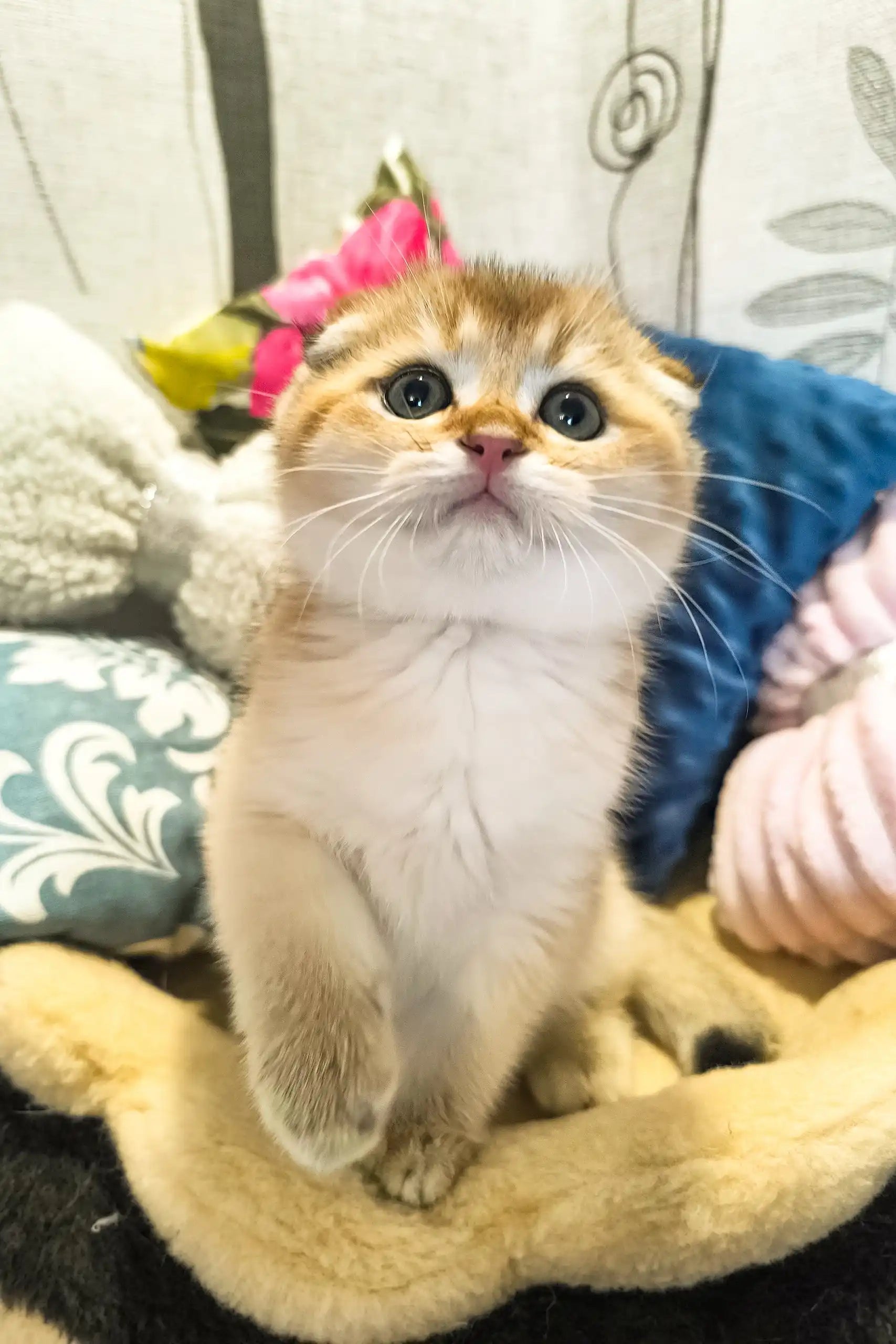 Meet Hermes Golden Scottish Fold Kitten