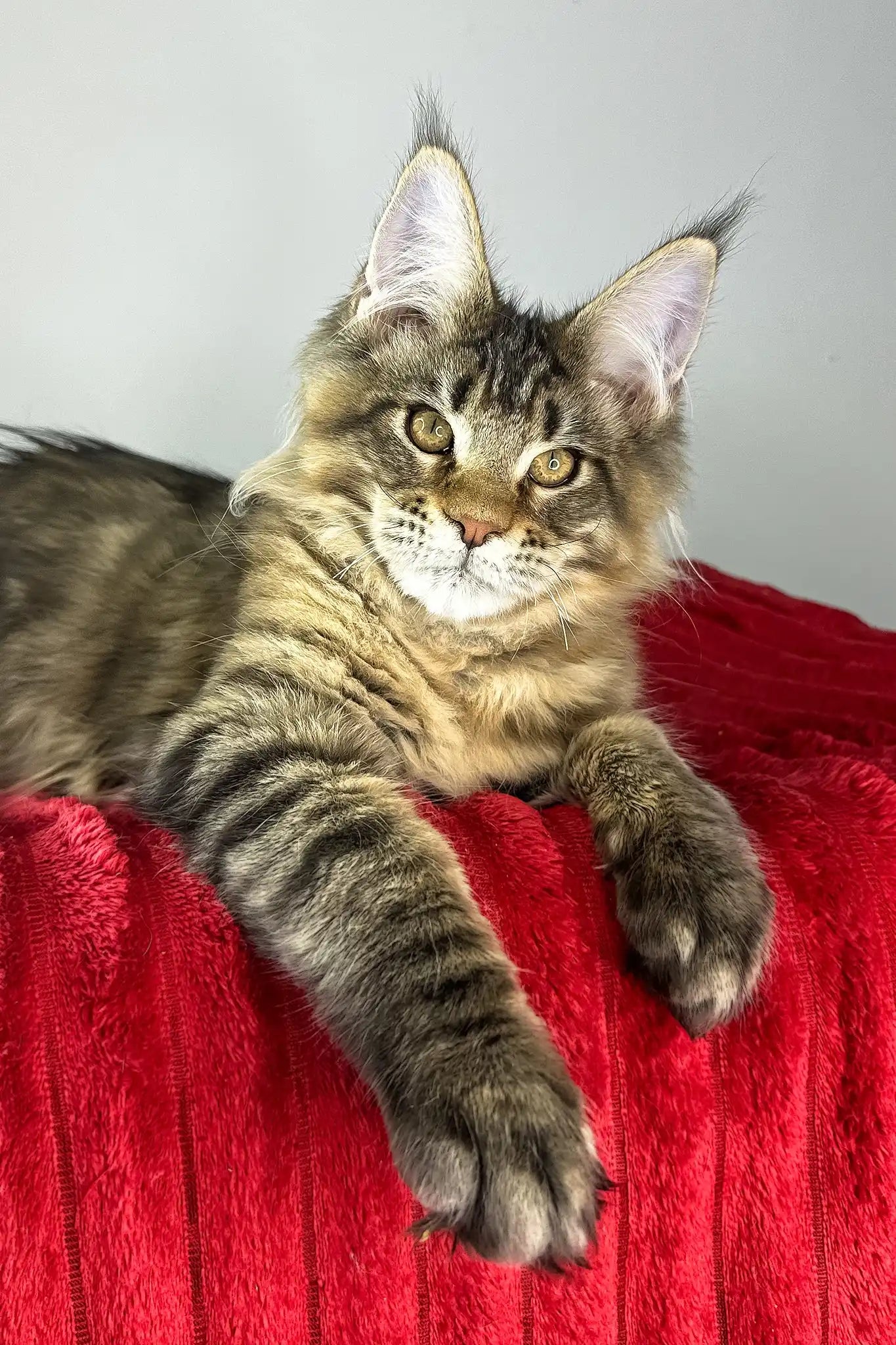 Meet Honey Tiger the Fluffy Maine Coon Kitten