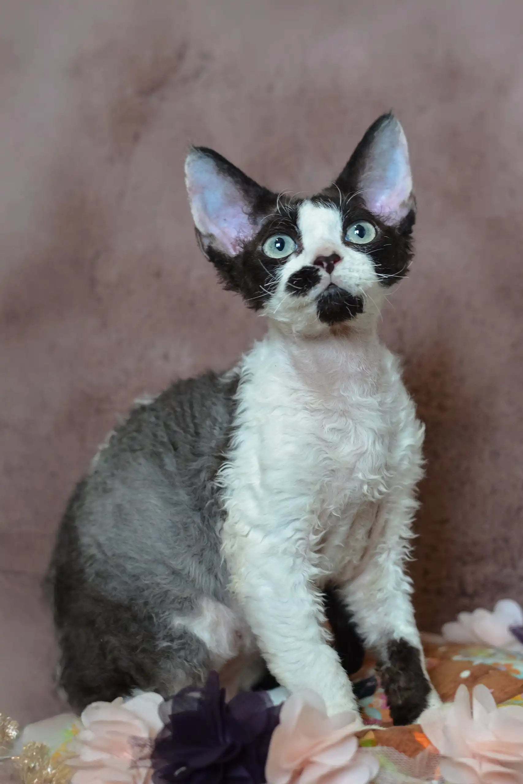 Meet Hugo Devon Rex Kitten with Aqua Eyes