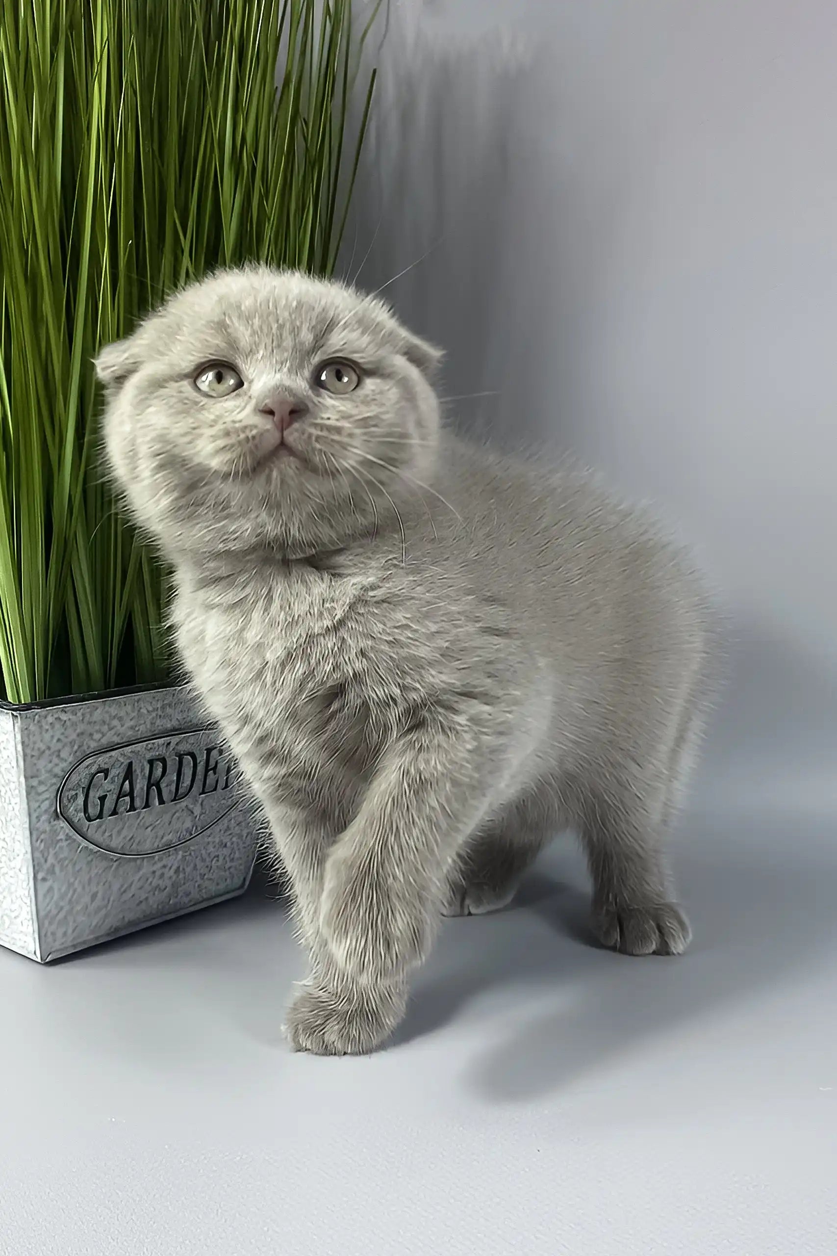 Meet Hummer, the Irresistibly Cute Lilac Scottish Fold Kitten!