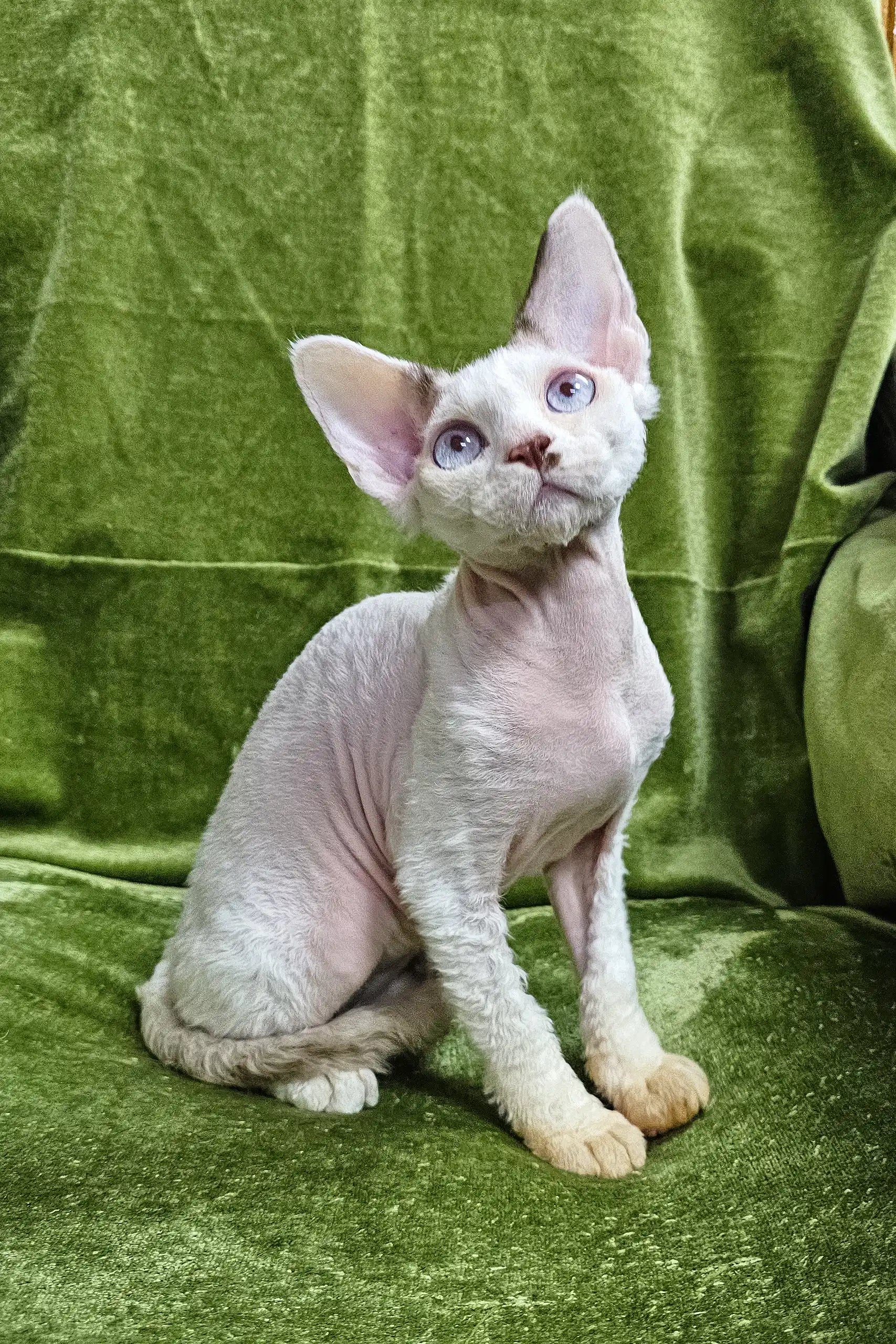 Devon Rex Kitten Icecream with Striking Blue Eyes