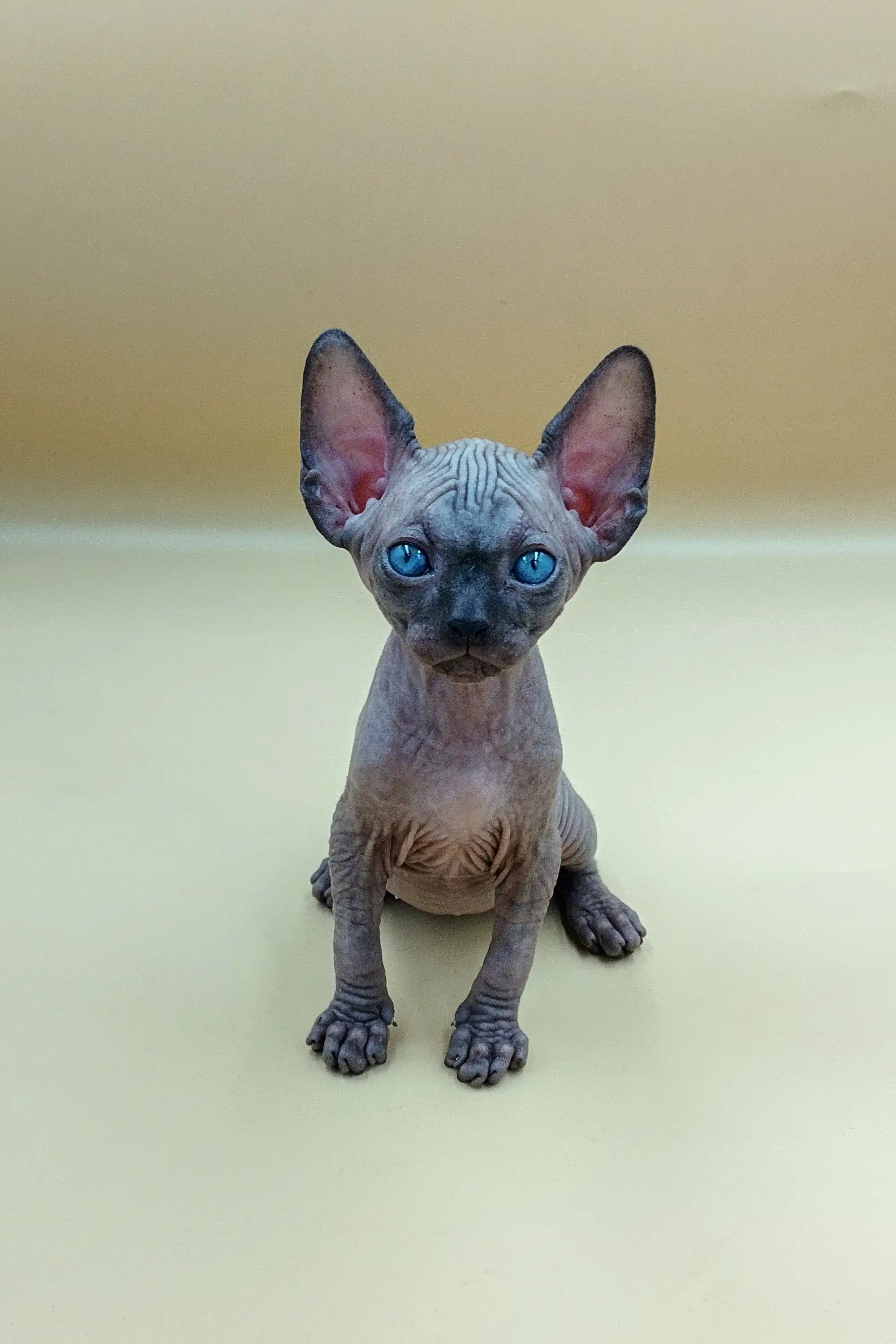 Meet Icey the Loving Sphynx Kitten with Blue Eyes