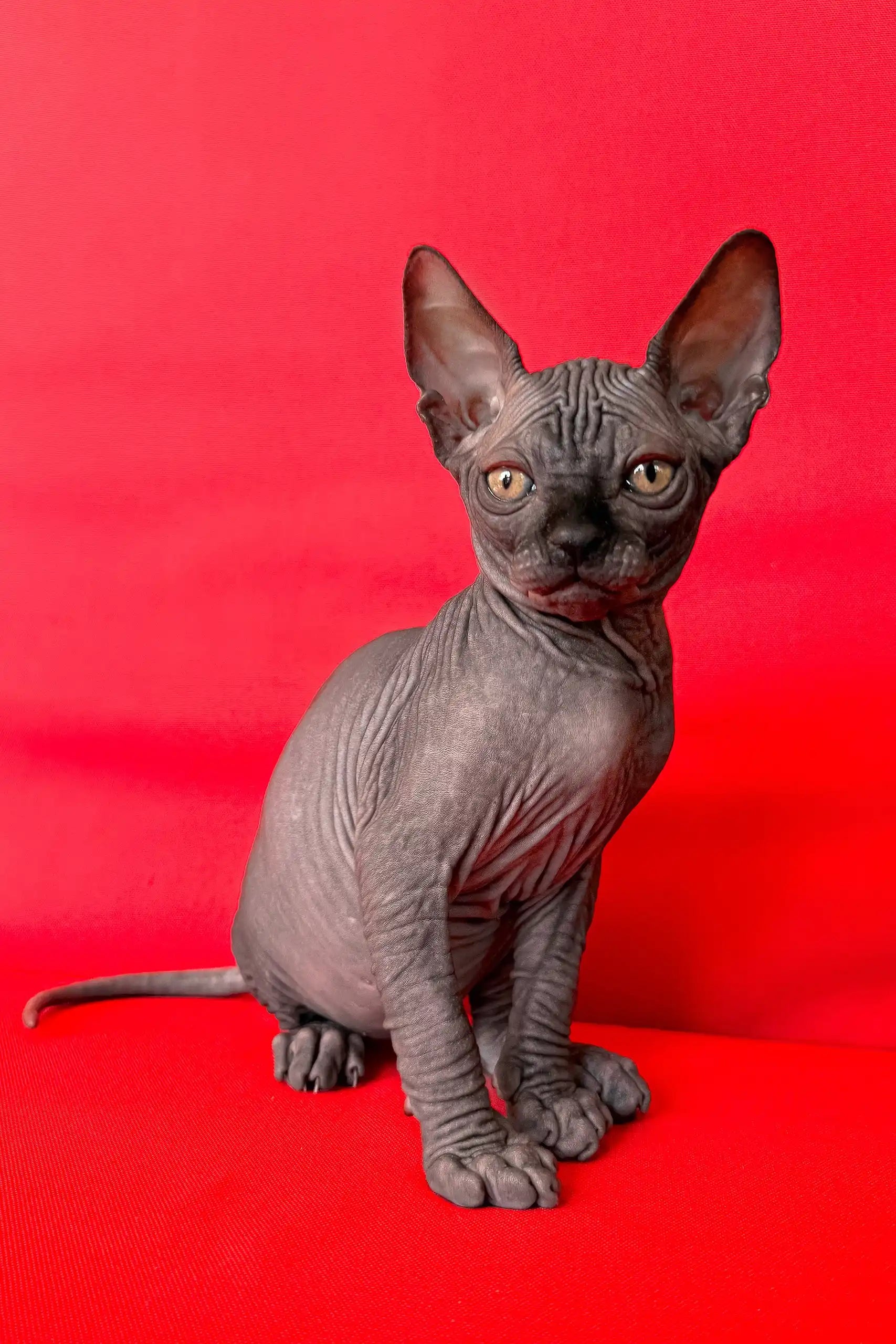 Meet Imperial Your Dream Canadian Sphynx Kitten