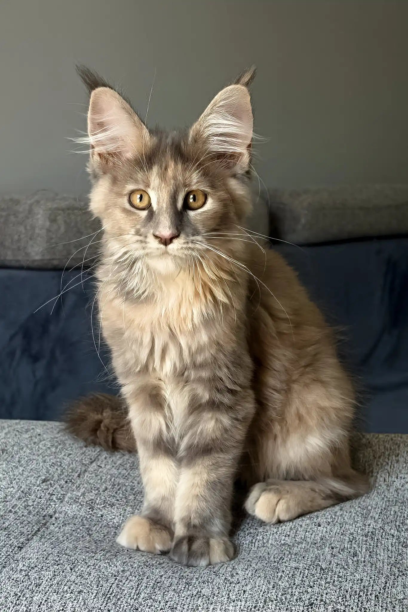 Adopt Indie, the Adorable Maine Coon Kitten