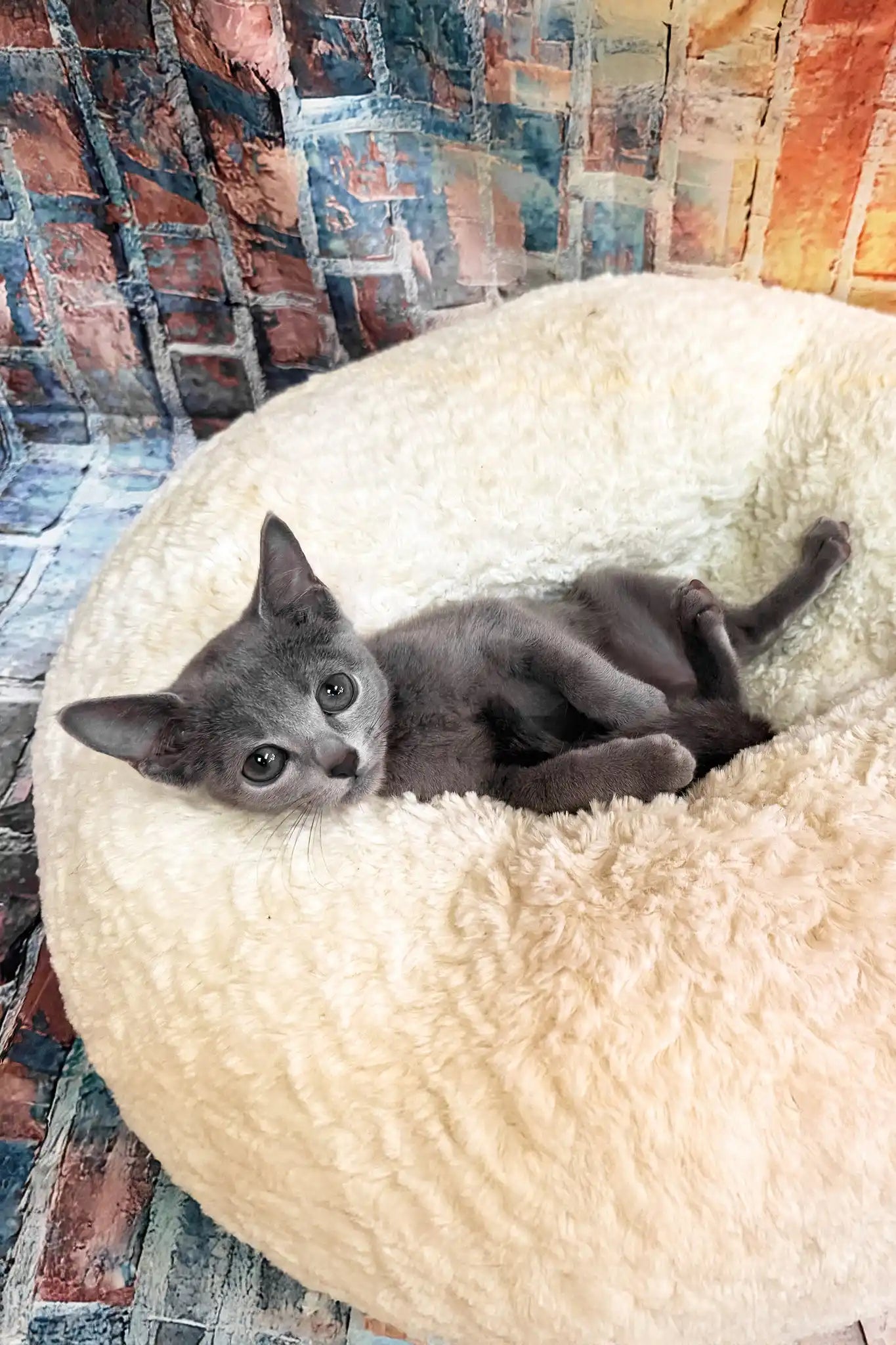 Meet Indigo: Stunning Russian Blue Kitten