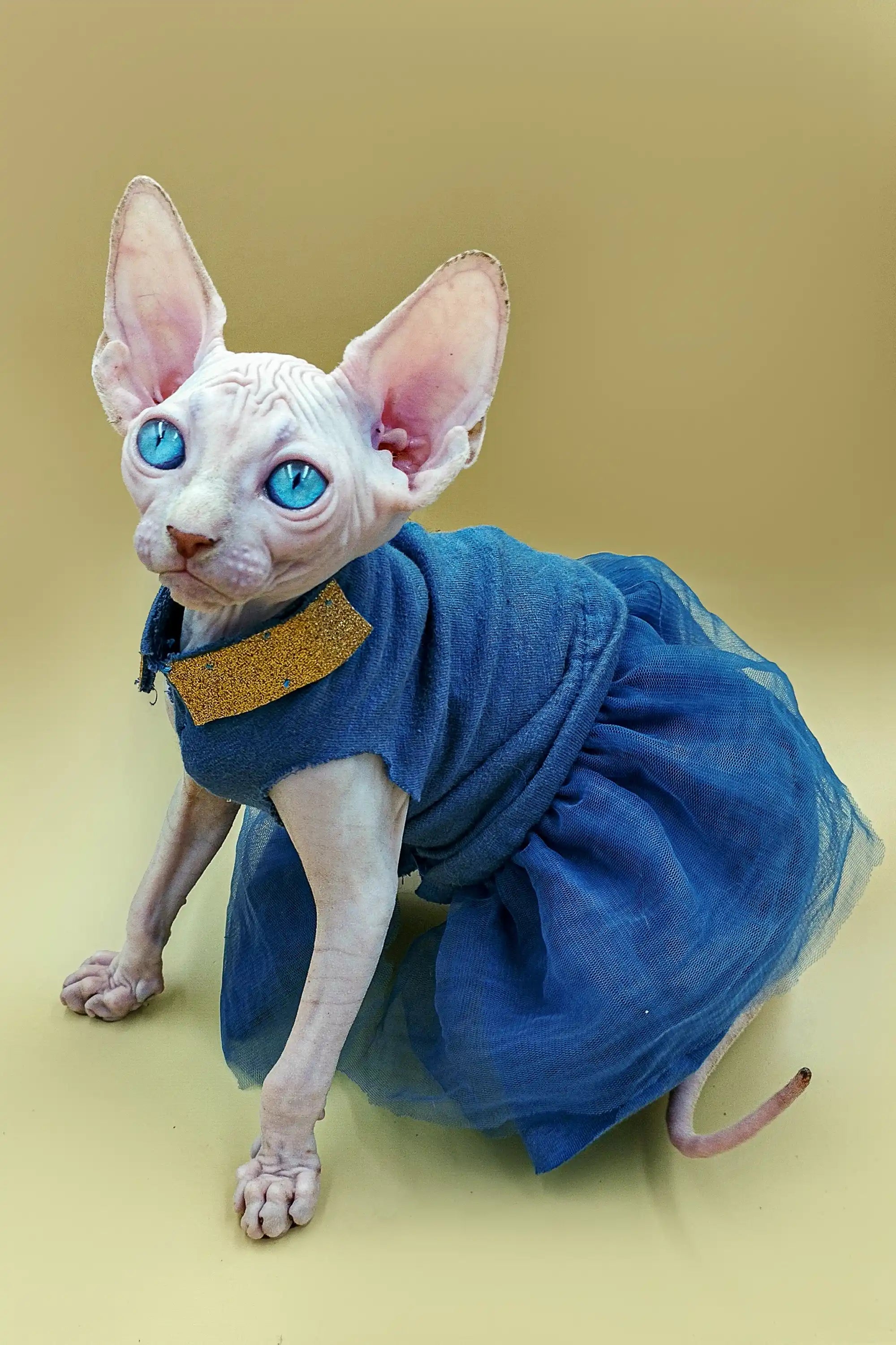 Indigo Sphynx Kitten Rare Blue-Eyed Beauty