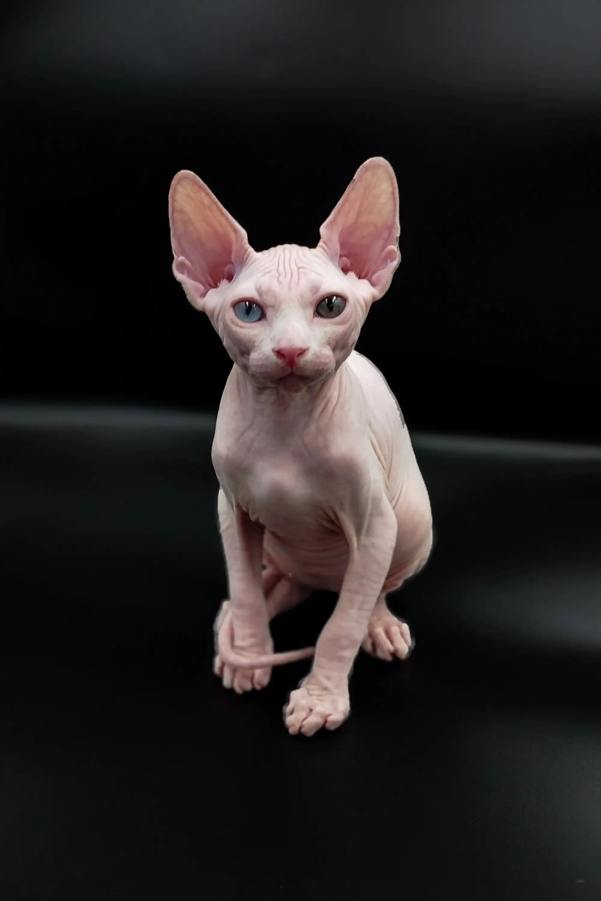 Meet Indigo: Your Sweet Sphynx Kitten Companion