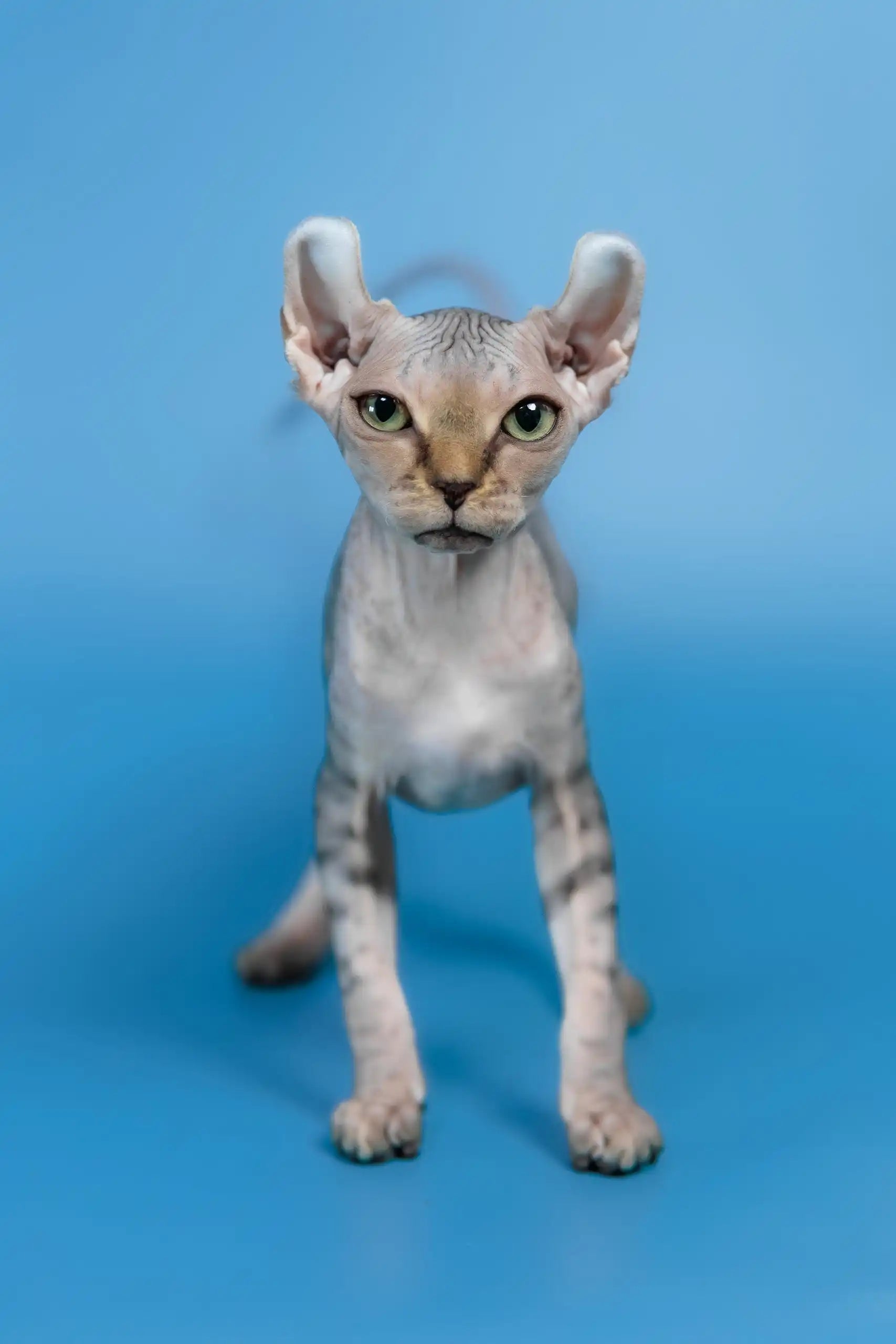 Inesa The Aquamarine Eyed Elf Sphynx Kitten