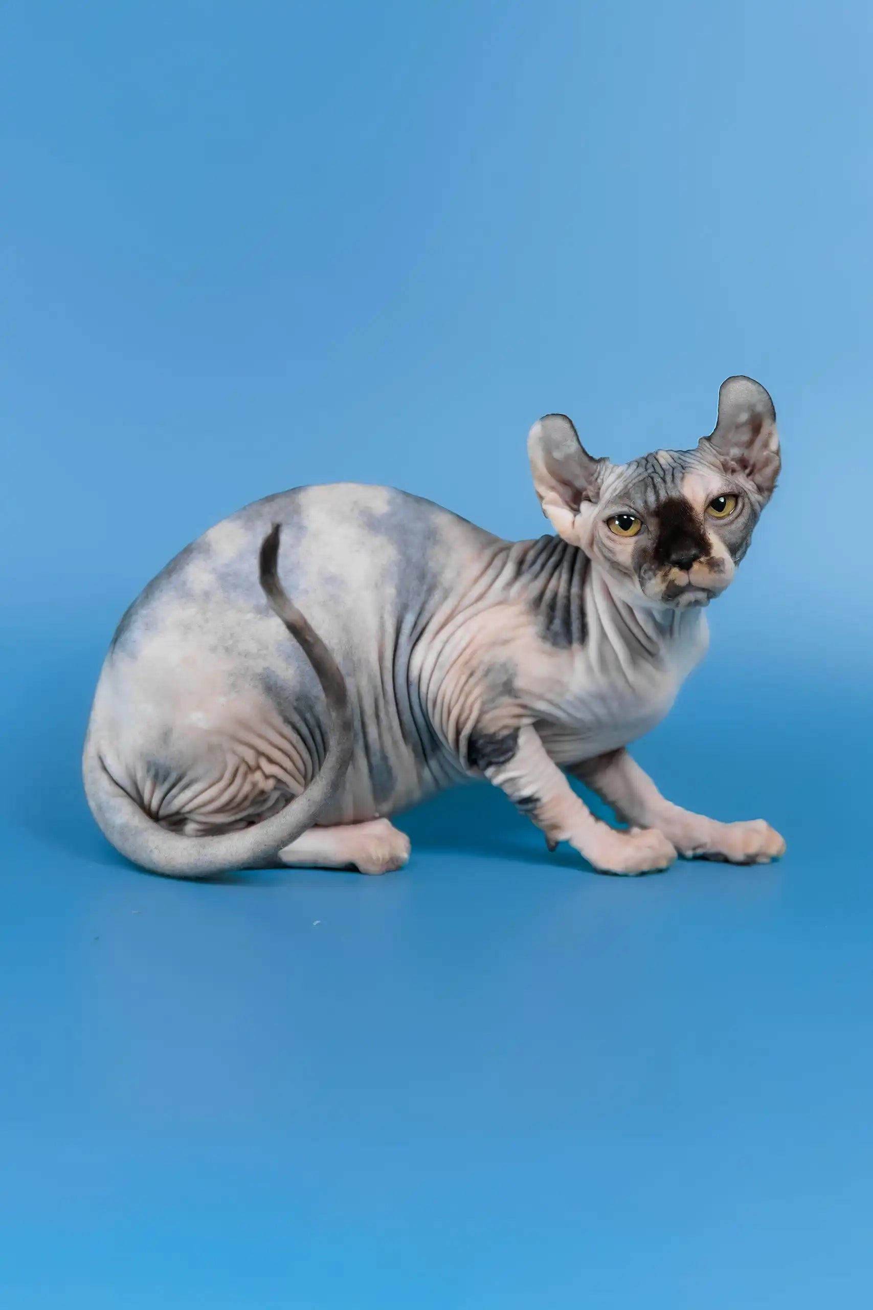 Inga Elf Sphynx Kitten Majestic Hairless Beauty