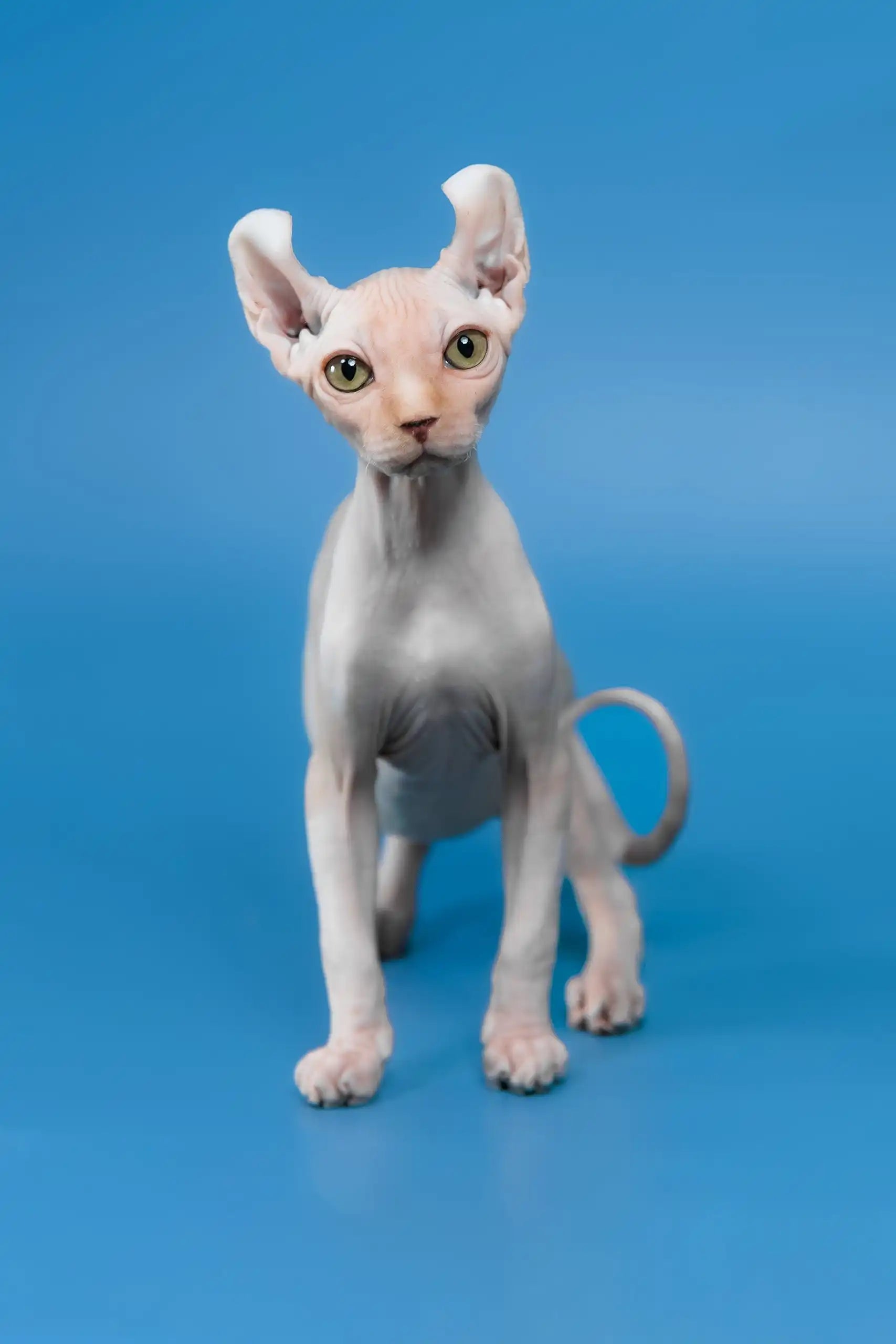 Irish Elf Sphynx Kitten with Unique Red Bicolor Point Beauty