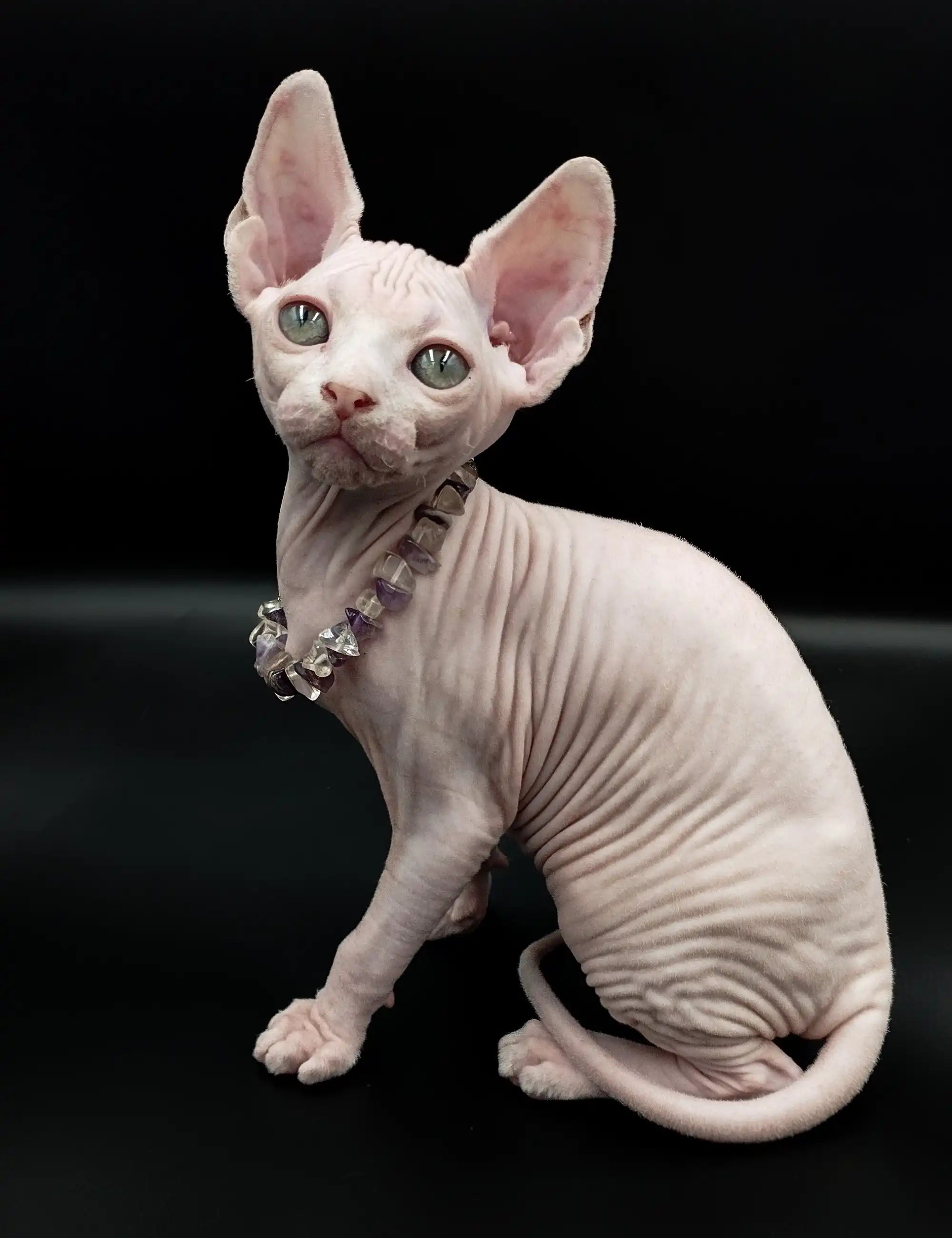 Ultimate Guide to Sphynx Cat Care - Everything You Need to Know ...