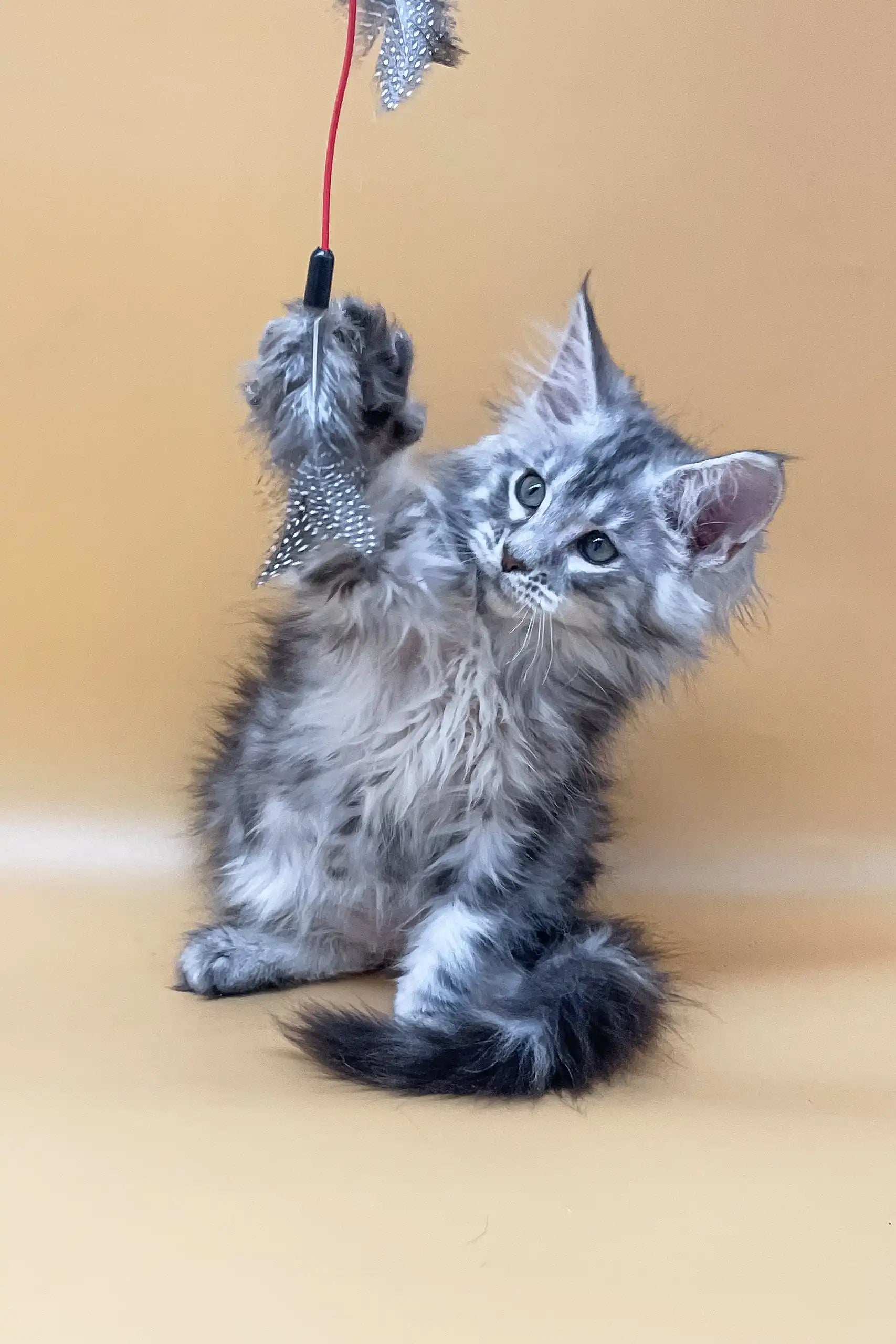 Adopt Jamaly Your Playful Maine Coon Kitten
