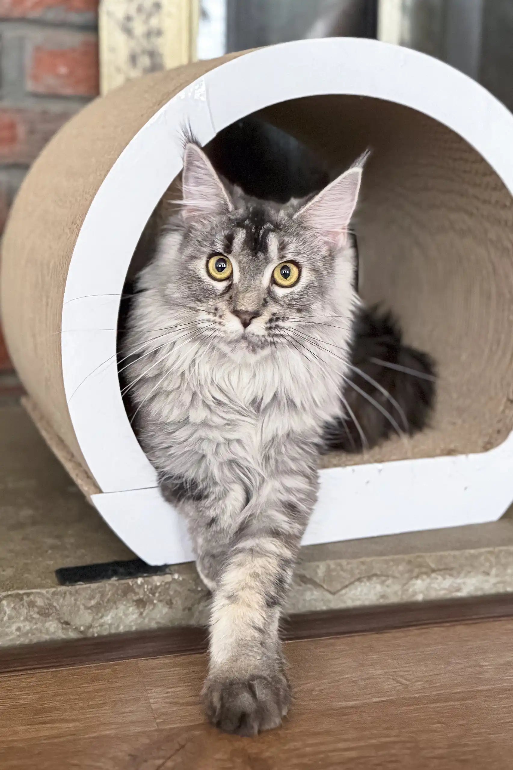 Meet Jenna: Fluffy Gray Maine Coon Kitten