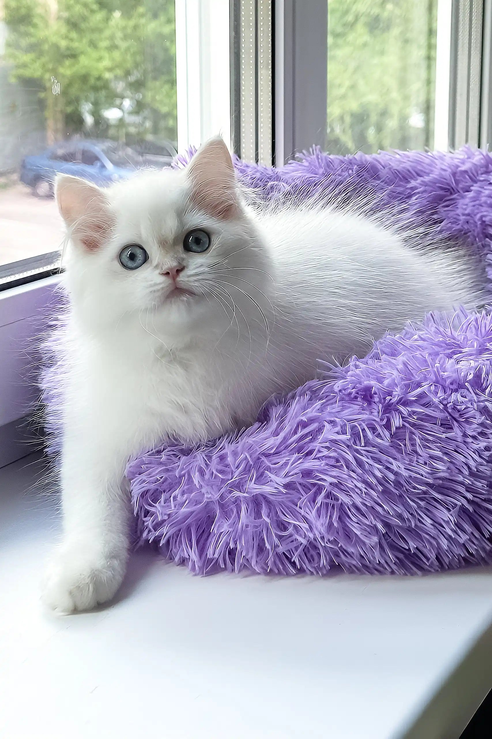 Meet Jerome the Fluffy British Shorthair Kitten