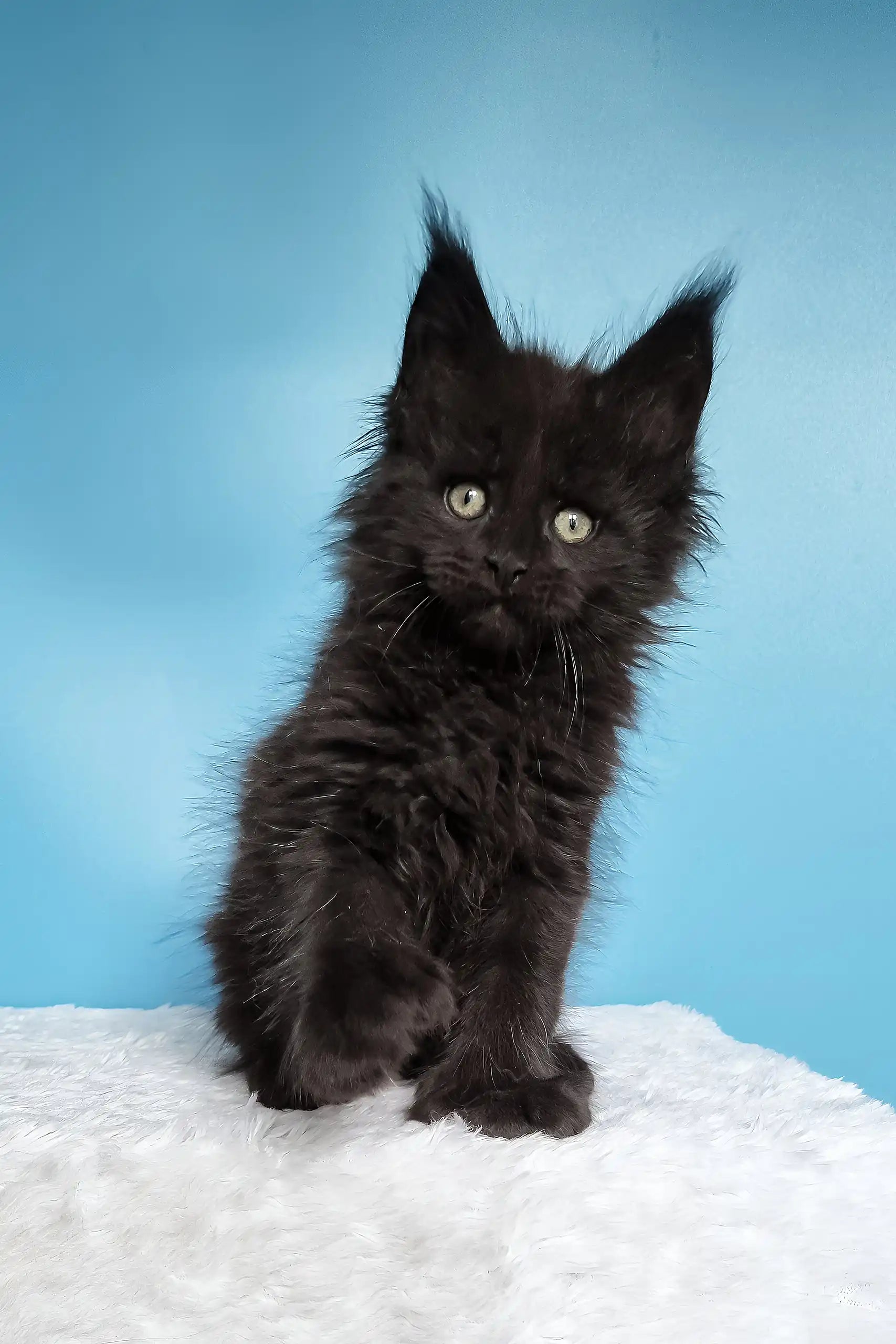 Adorable Joni the Polydactyl Maine Coon Kitten