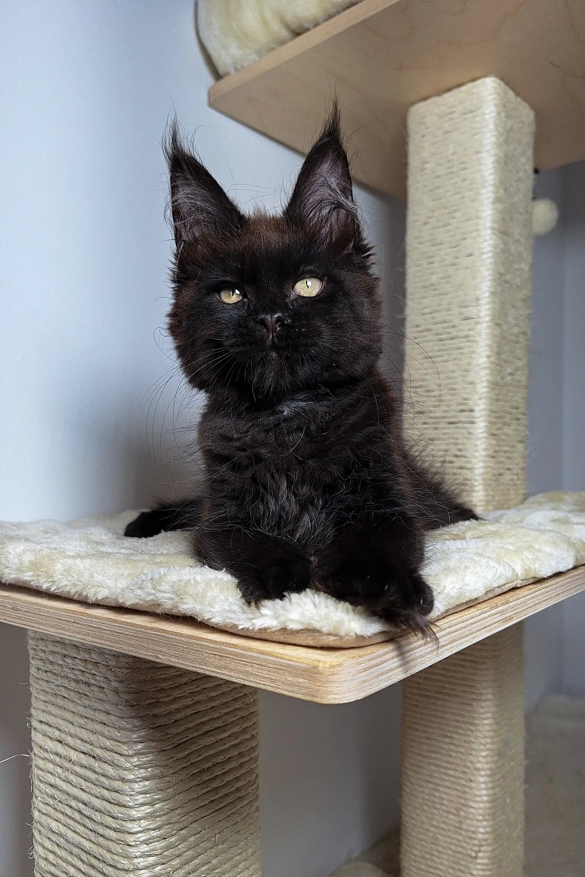 Adopt your Adorable Maine Coon Kitten Today – Purebred Kitties