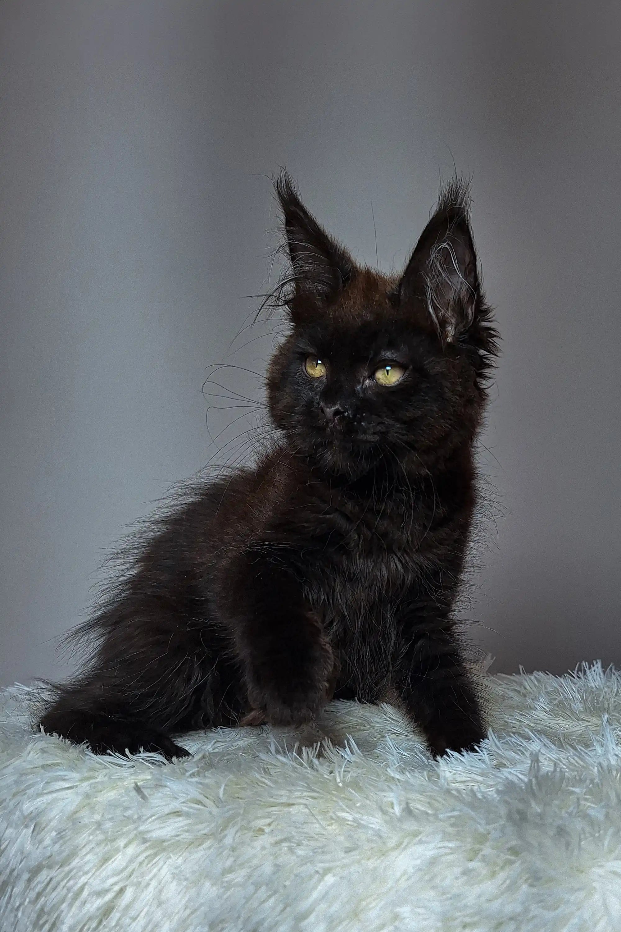 Adopt your Adorable Maine Coon Kitten Today – Purebred Kitties