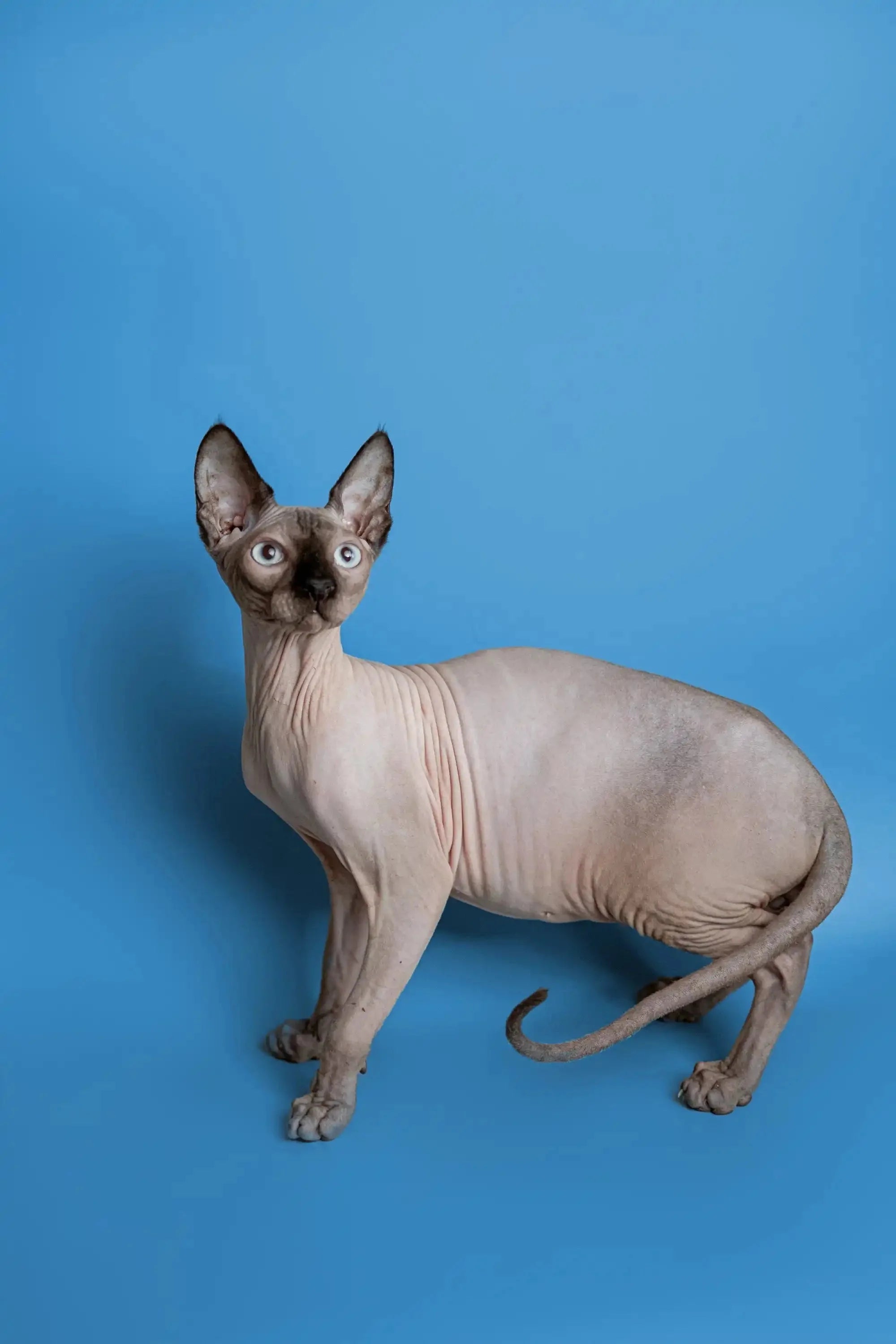 Meet Karter The Loving and Loyal Sphynx Kitten