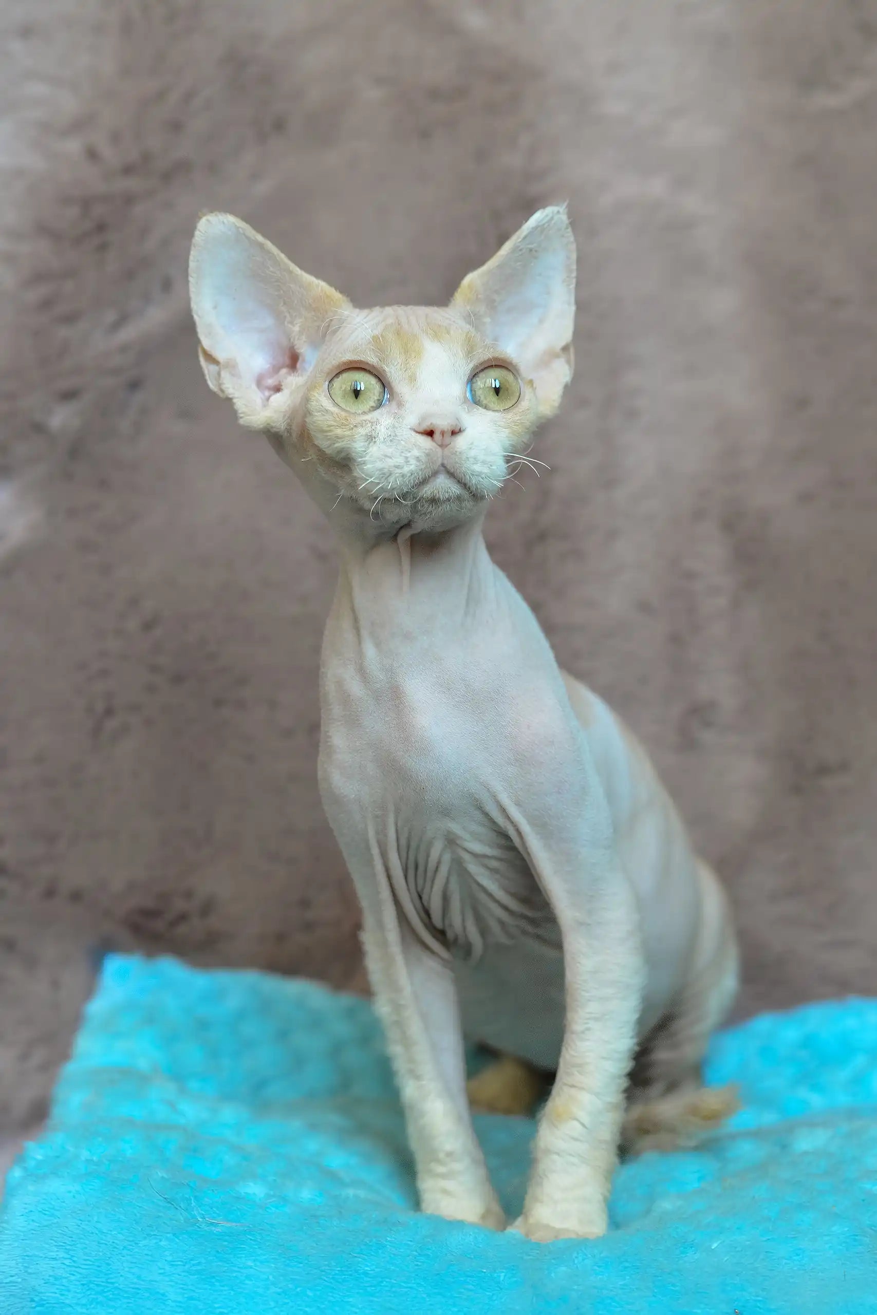 Meet Kerry, Your Adorable Devon Rex Kitten