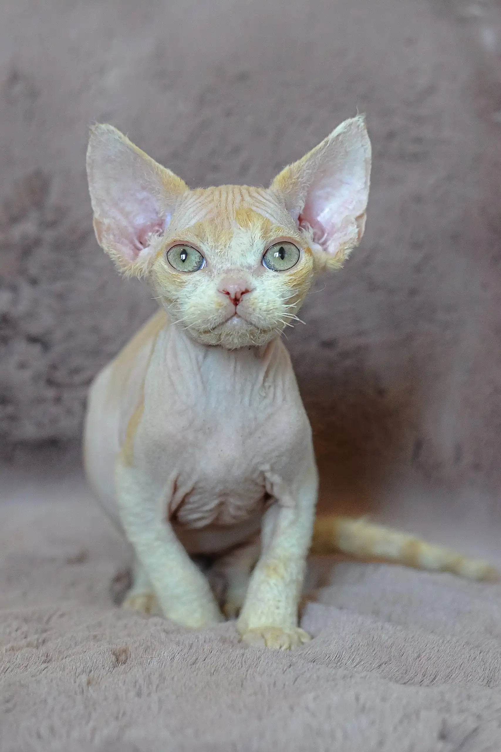 Meet Kerry, Your Adorable Devon Rex Kitten