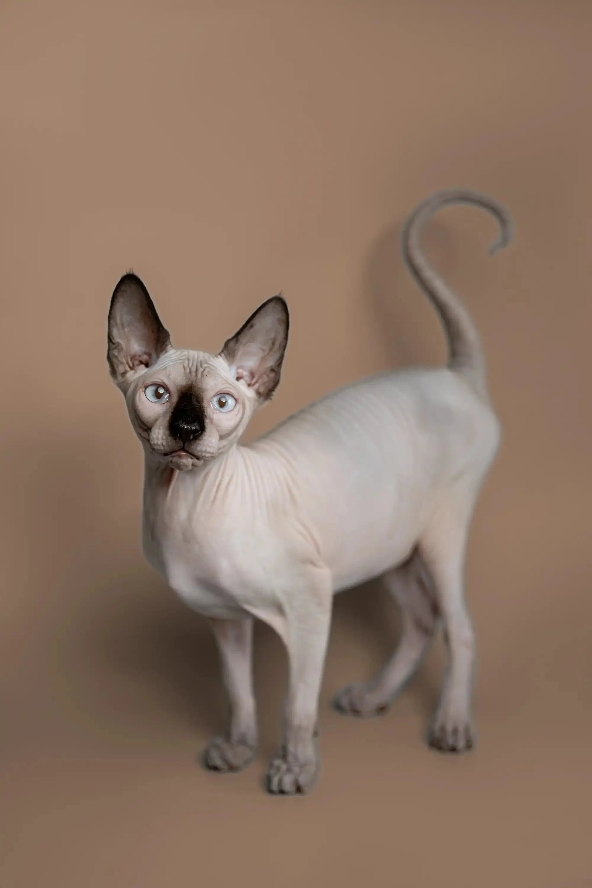 Kiss Sphynx Kitten Friendly Loyal Companion