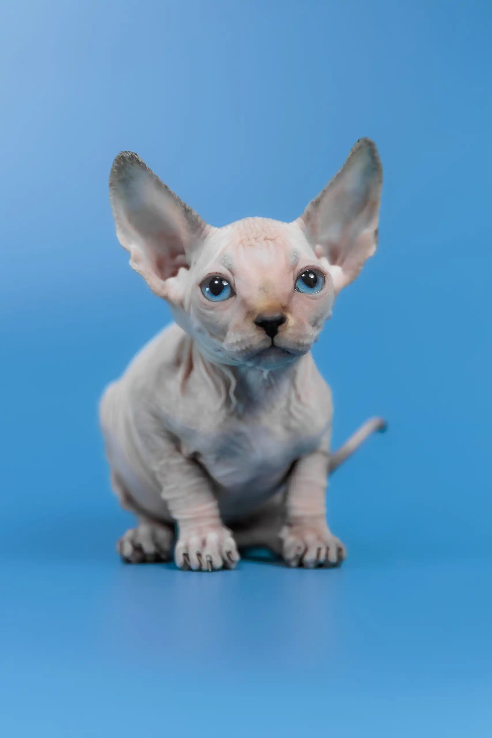 Kris the Canadian Sphynx Kitten with Blue Eyes