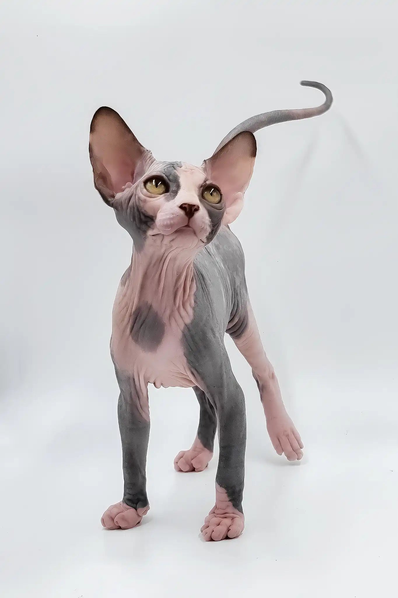 Lady Light Charming Sphynx Kitten