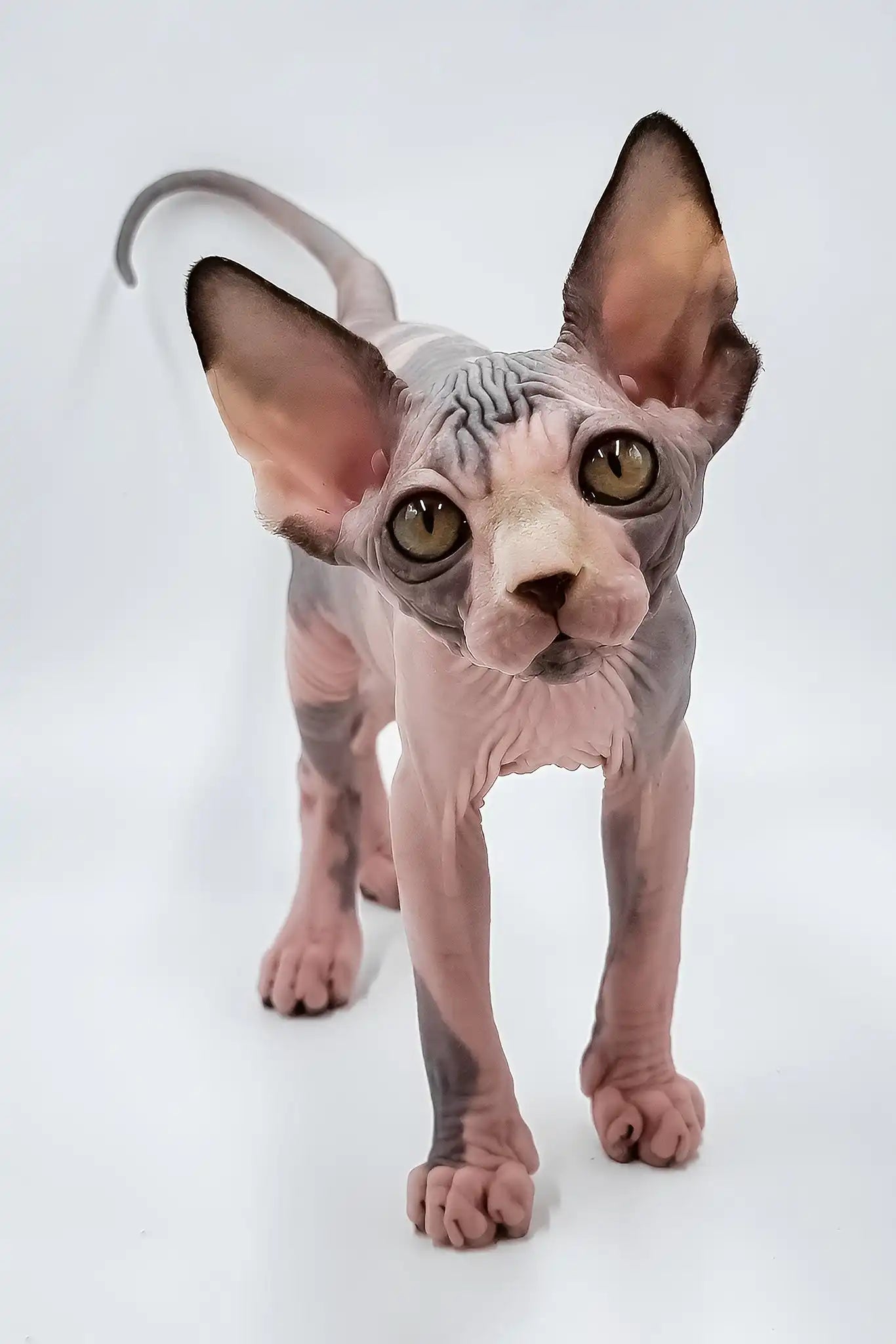 Meet Lara, Your Sphynx Kitten Friend