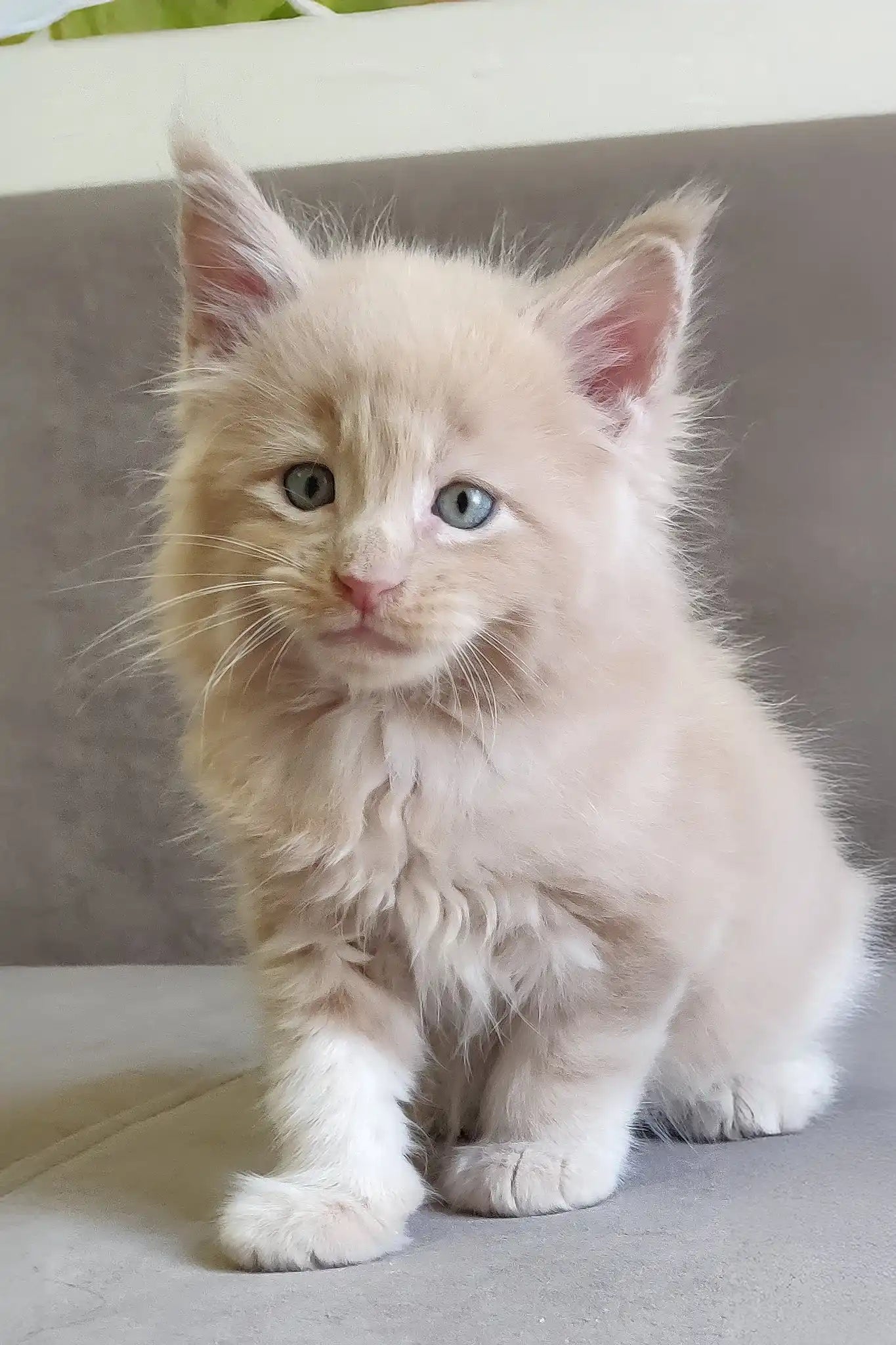 Leo Sweet Maine Coon Kitten Cream Fur