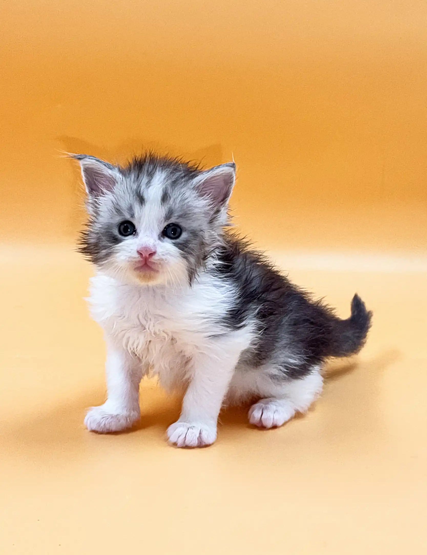 Discover the Fascinating History of Devon Rex Cats – Purebred Kitties