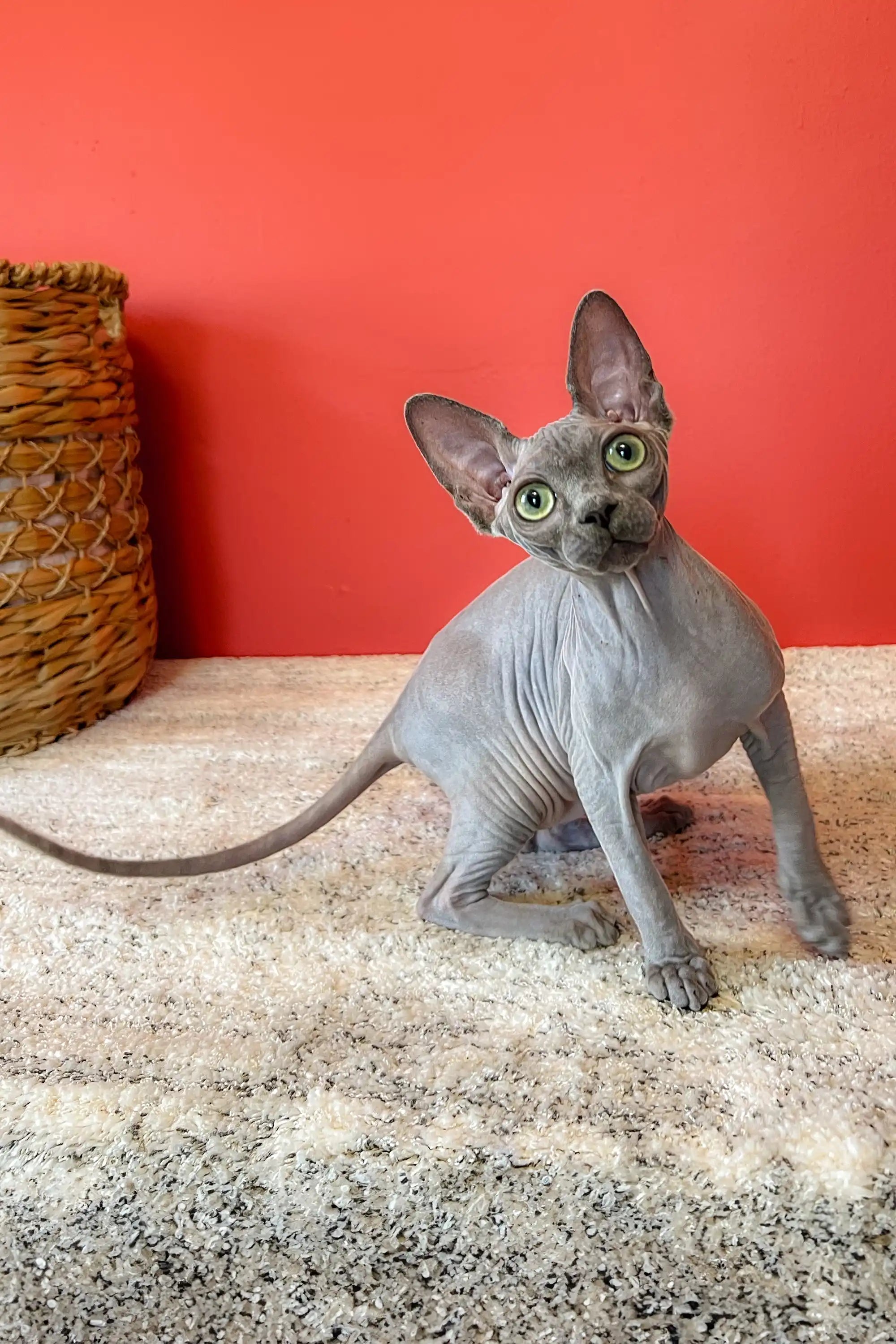 Lila the Loving Canadian Sphynx Kitten