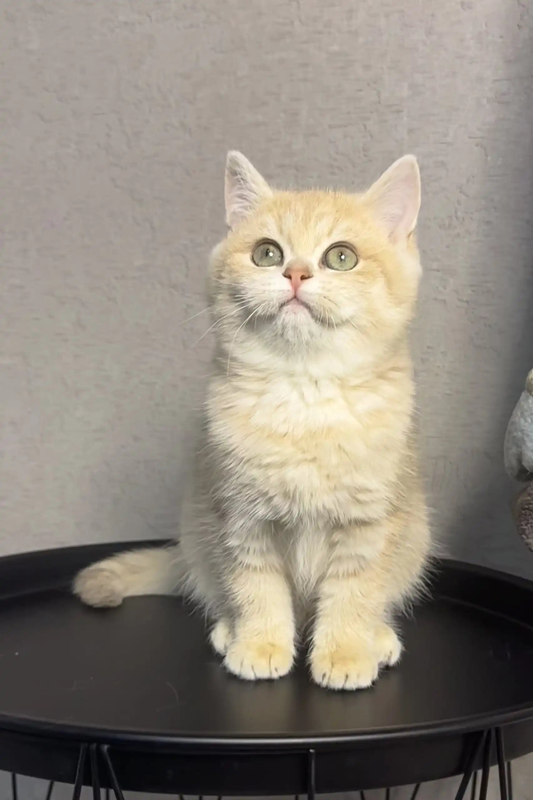 Livara British Shorthair Kitten Bright & Loving Eyes