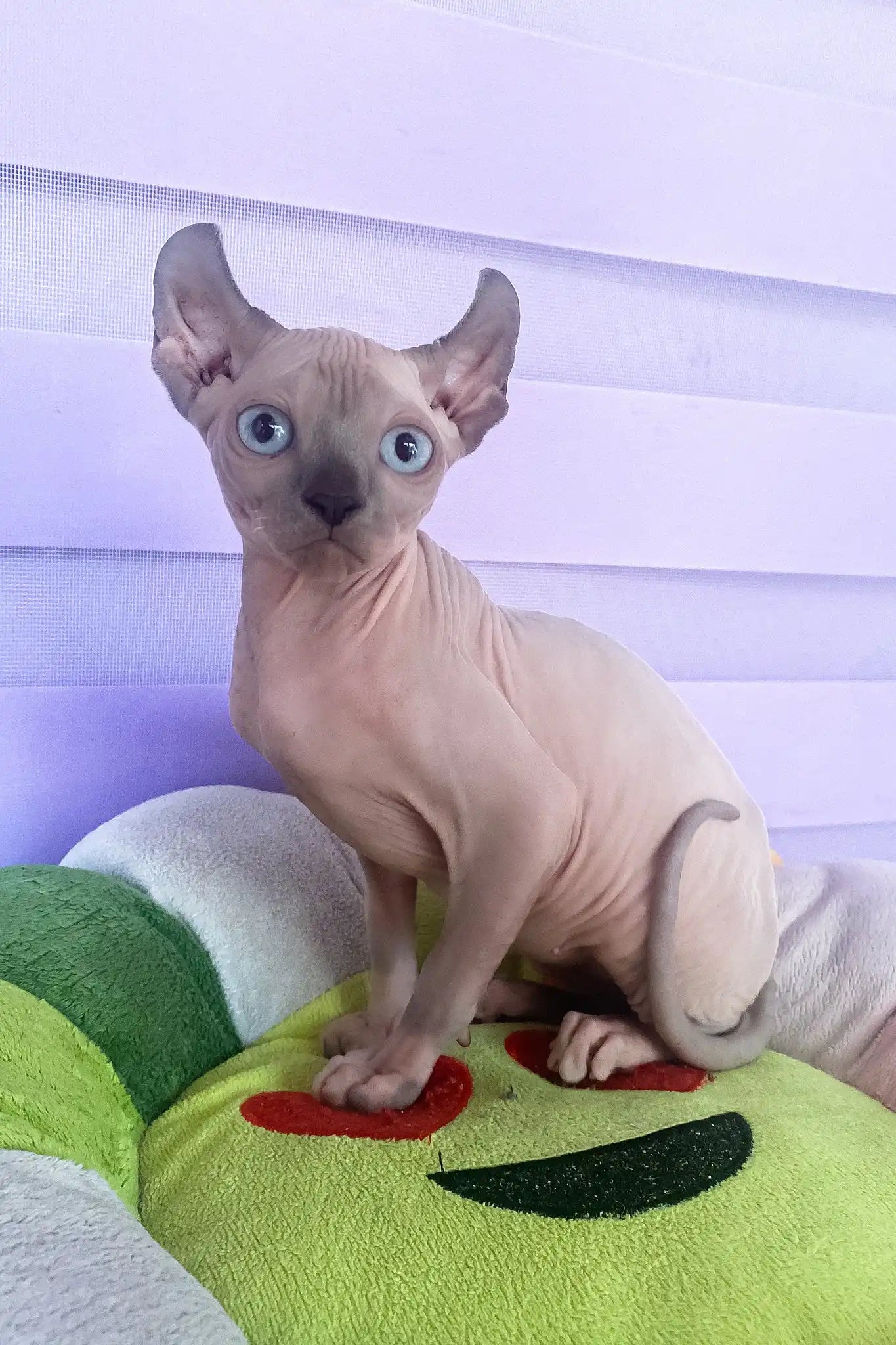 Logan Elf Kitten Adorable Hairless Sphynx Beauty